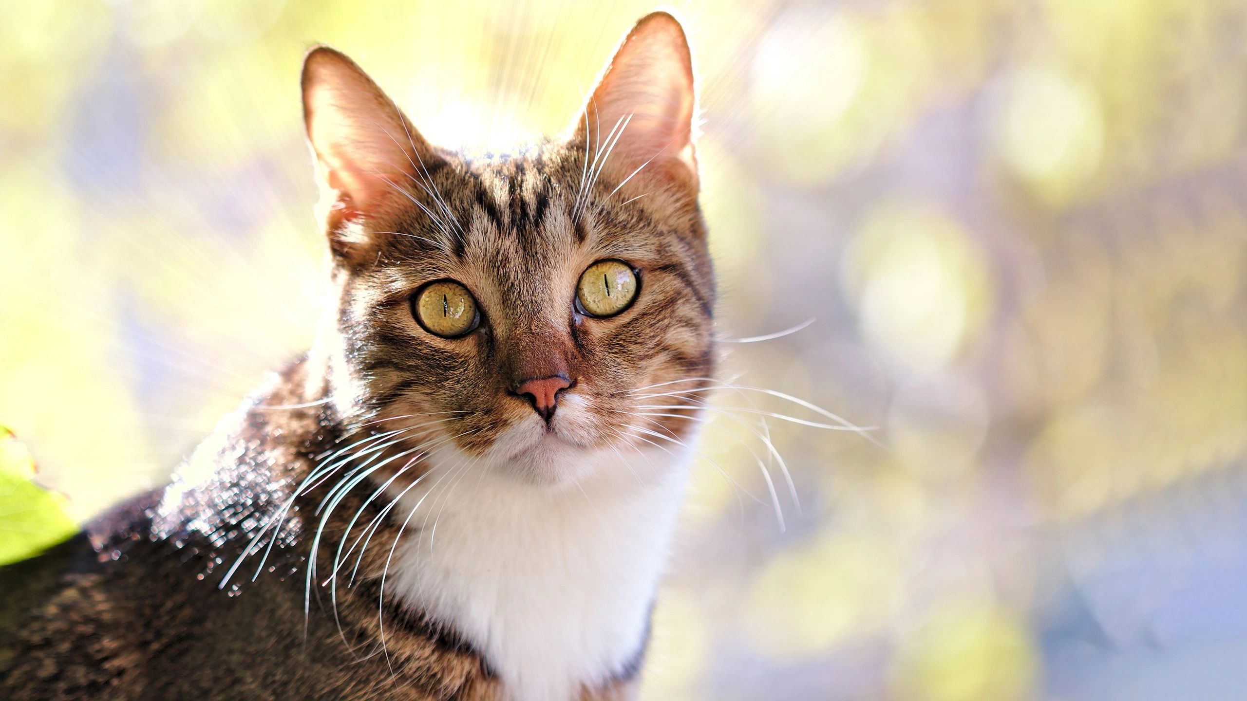 Managing pain in cats