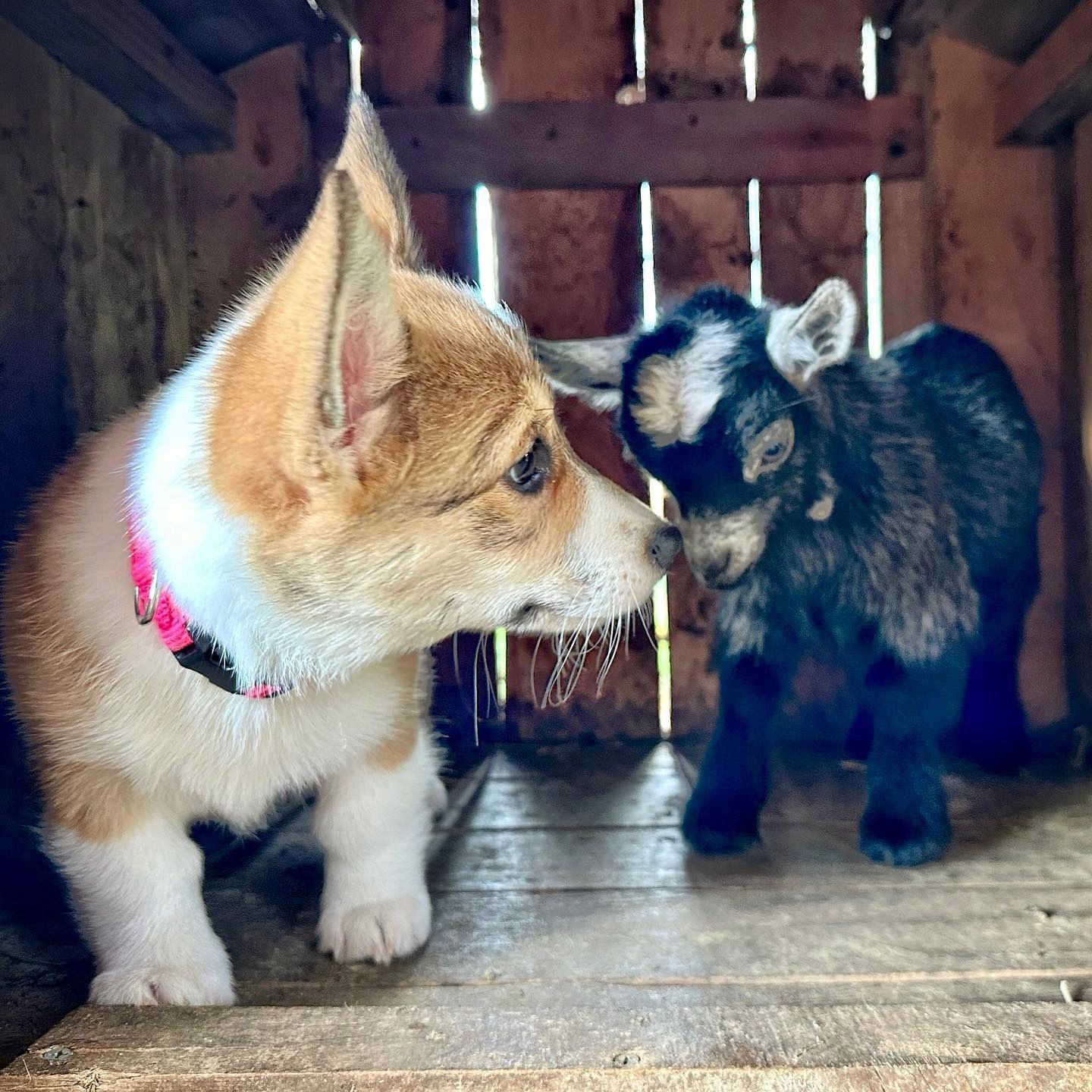 Hawaii Corgis - Corgi, Hawaii