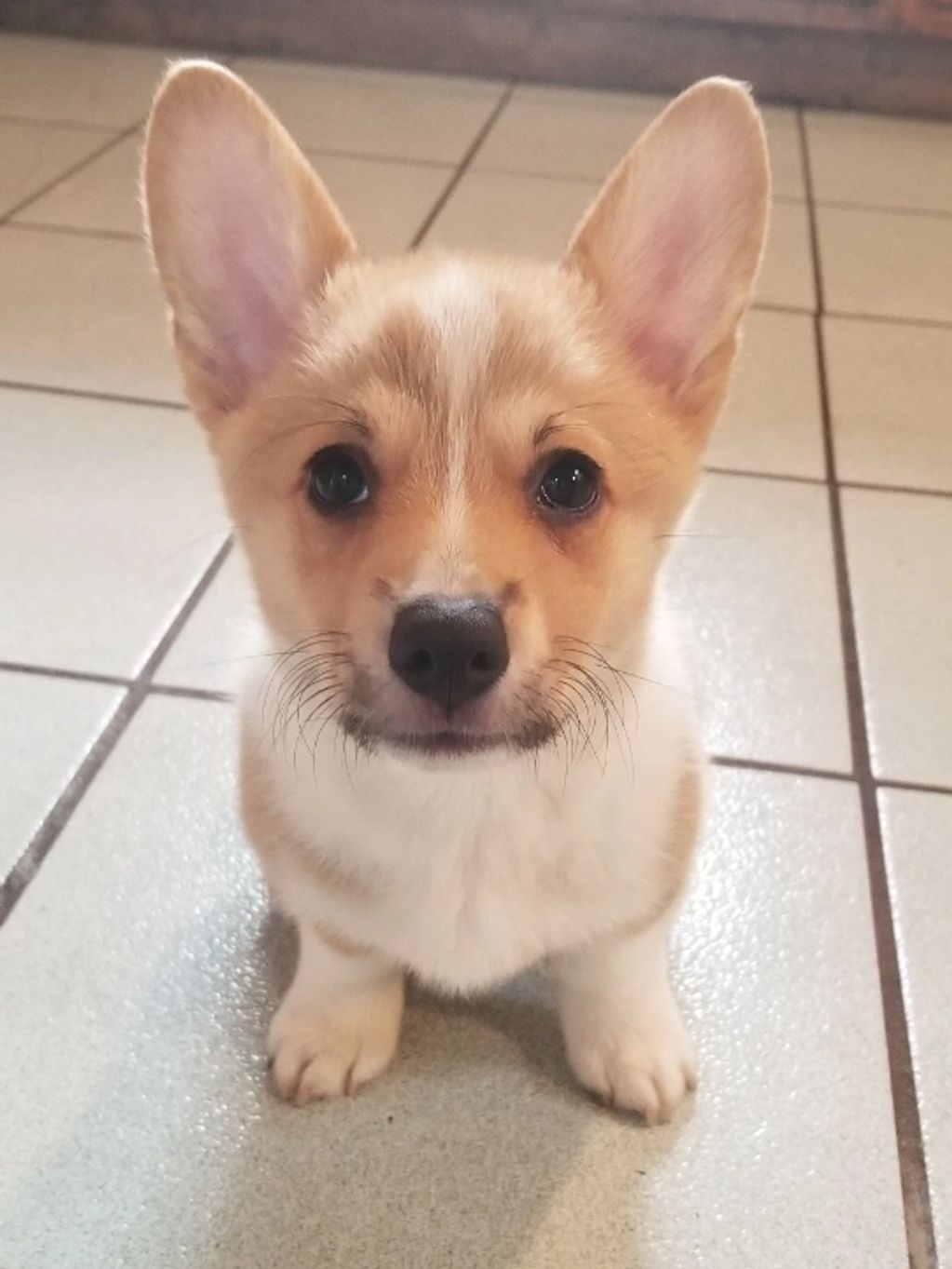 Hawaii Corgis - Corgi, Hawaii