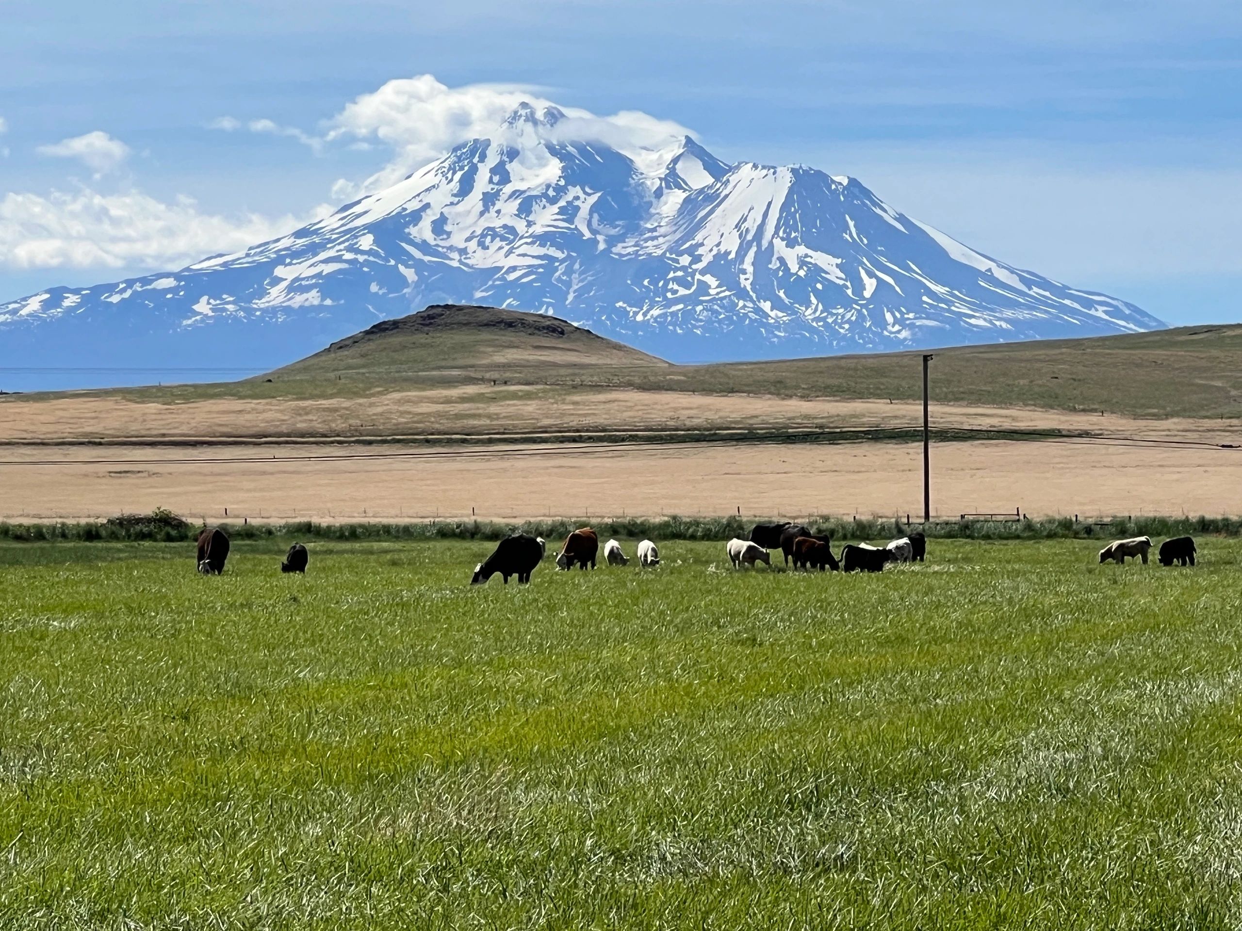 Carroll Cattle Company - Home