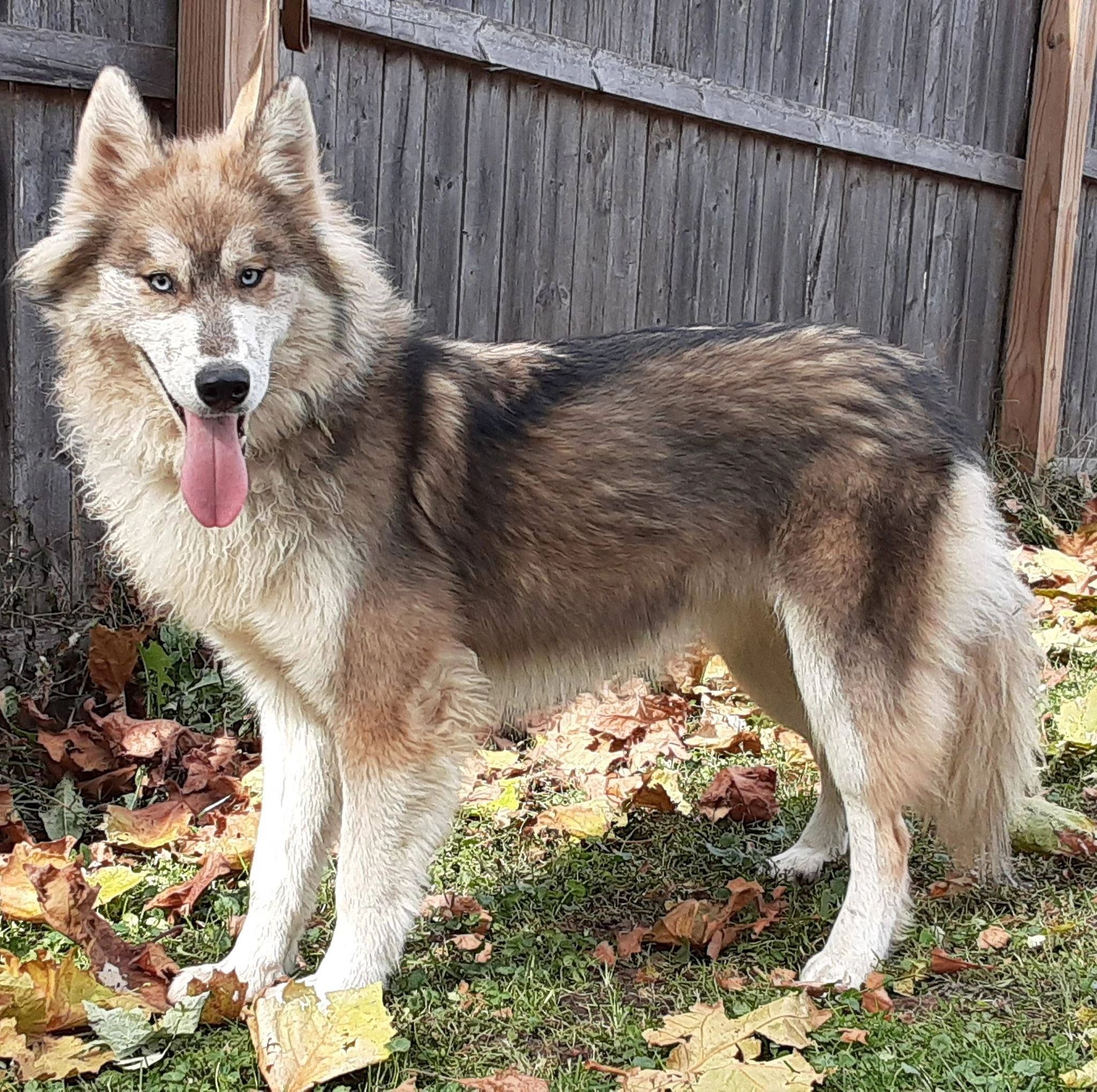 Red Native American Indian Dog