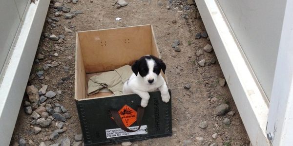 Adopt - Puppy Rescue Mission | Puppy Rescue Mission