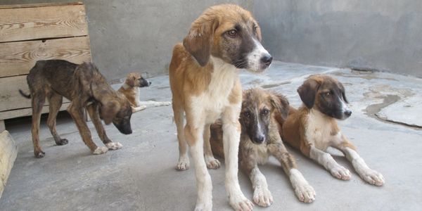 Adopt - Puppy Rescue Mission | Puppy Rescue Mission