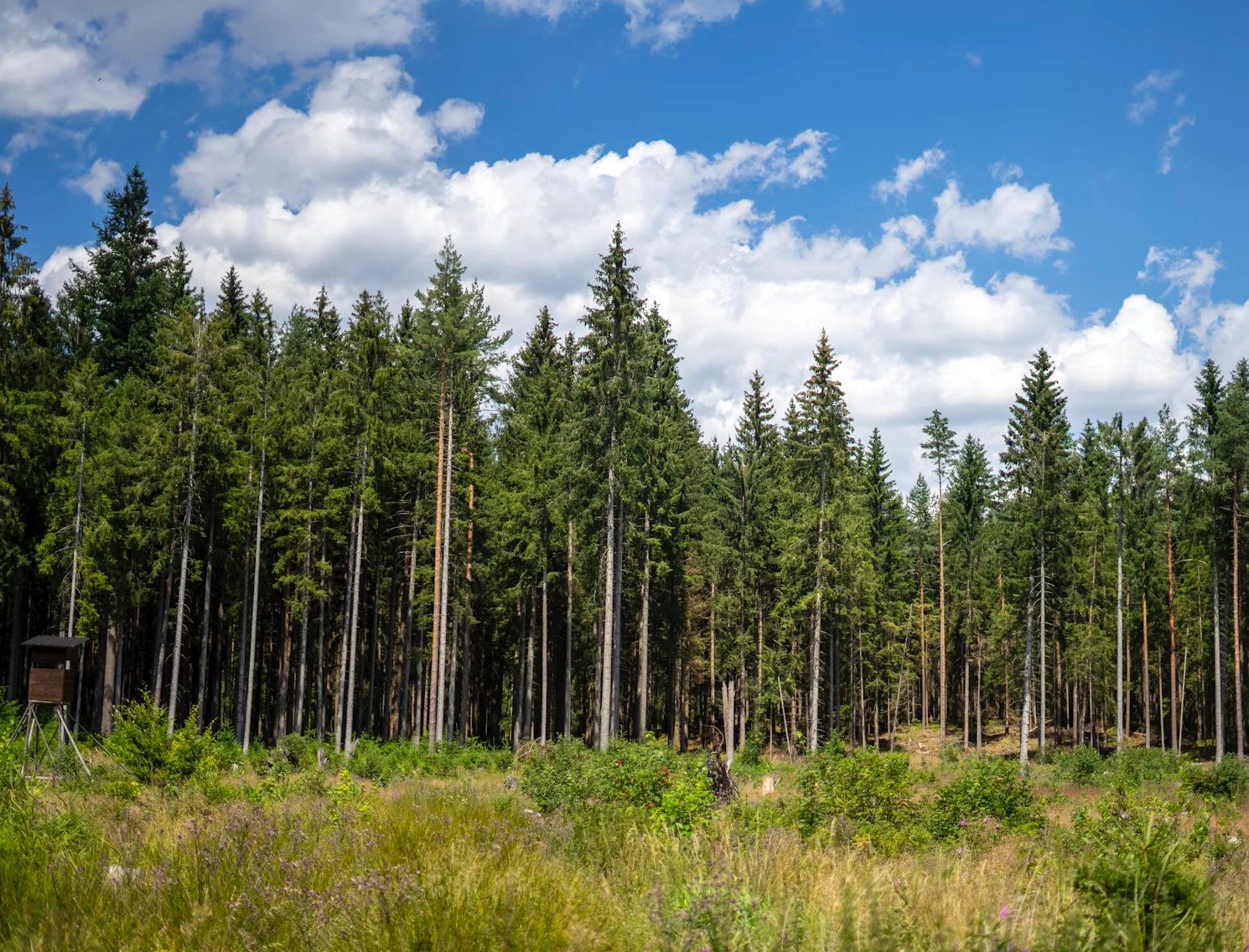 Morin Tree Service LLC