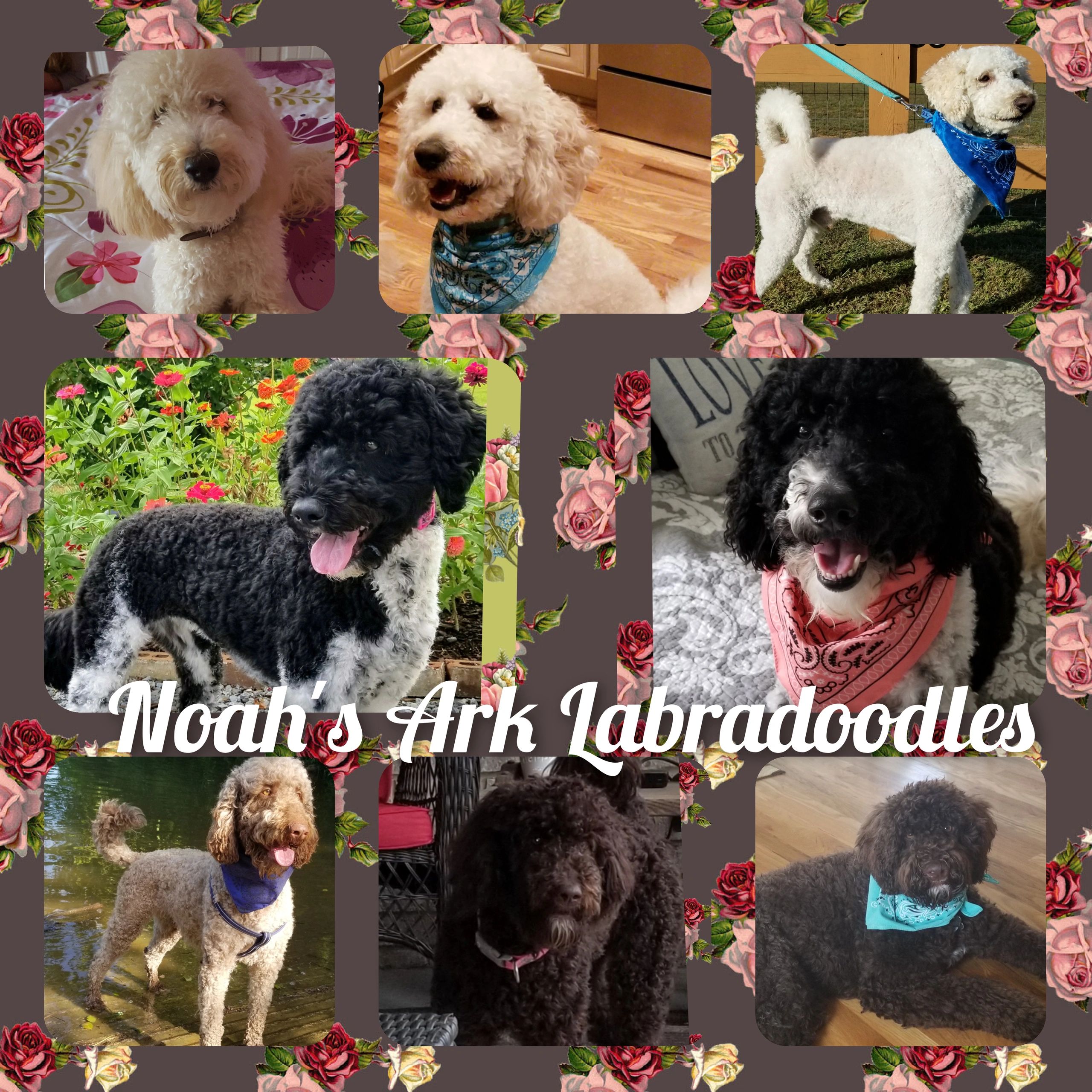 Noah's Ark Labradoodles - Labradoodle, Labradoodle, Puppy, Breeder