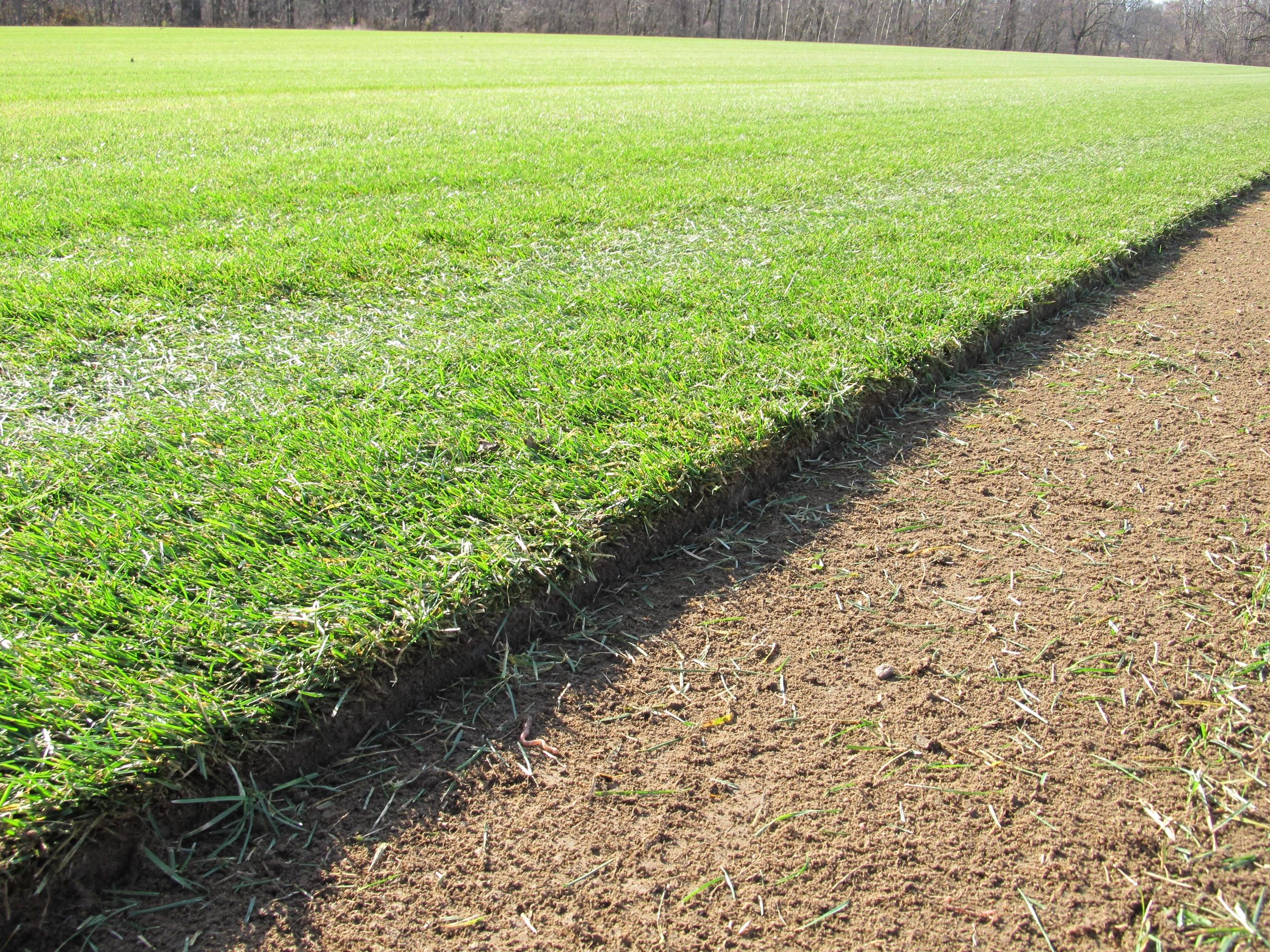 Bluegrass Sod Farms - Sod
