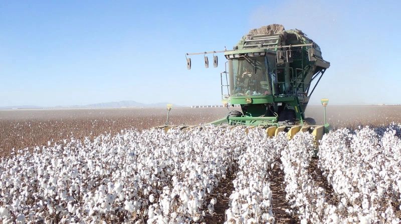 Orangeburg Cotton English 🇺🇸