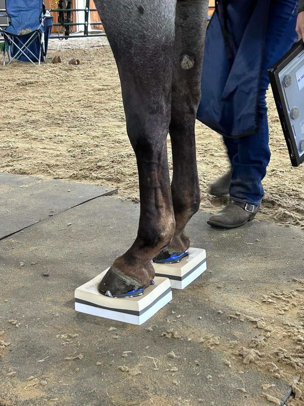 Gallery | Maine Farriers Association