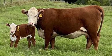 JMS Polled Herefords - Polled Herefords, Victor Domino