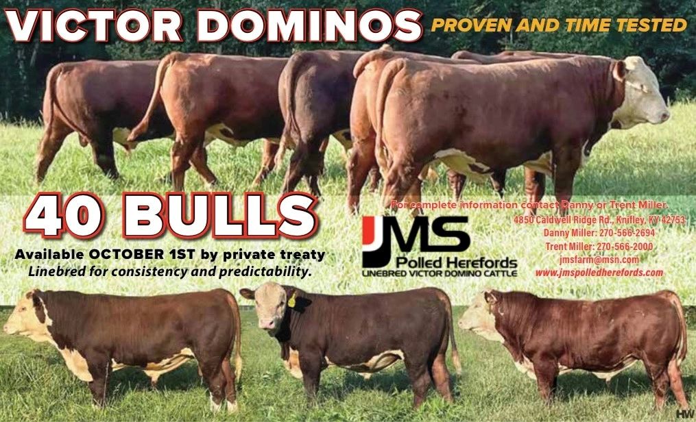 JMS Polled Herefords - Victor Domino, Line Bred