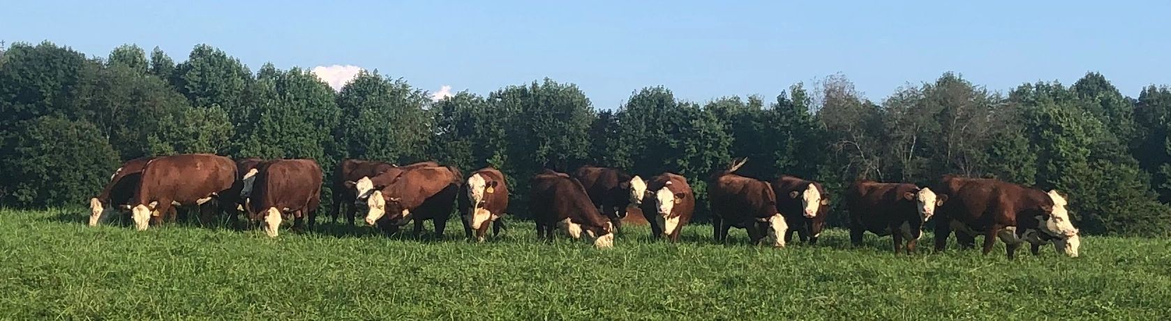 JMS Polled Herefords - Victor Domino, Line Bred