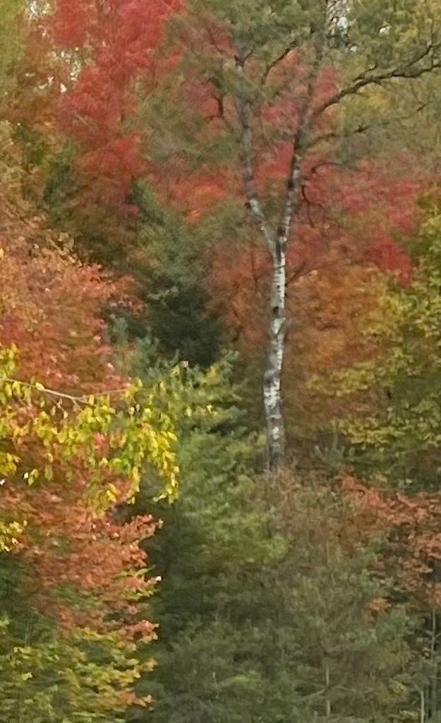 Singing Pines, LLC - Adirondack Vacation Rental in Greig, New York