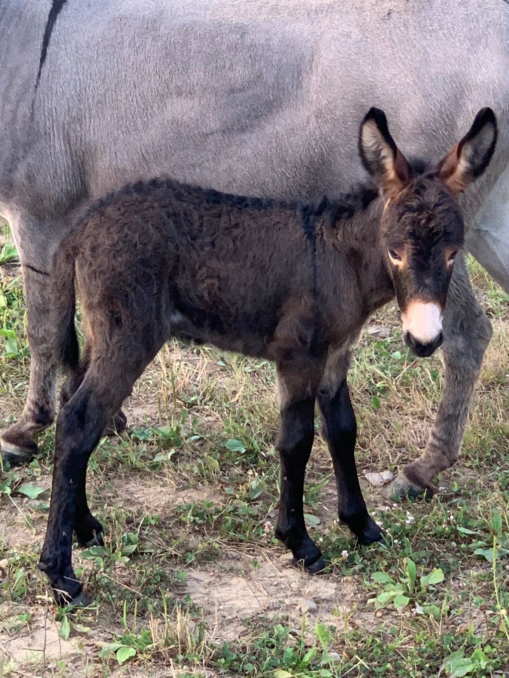 Available Foals