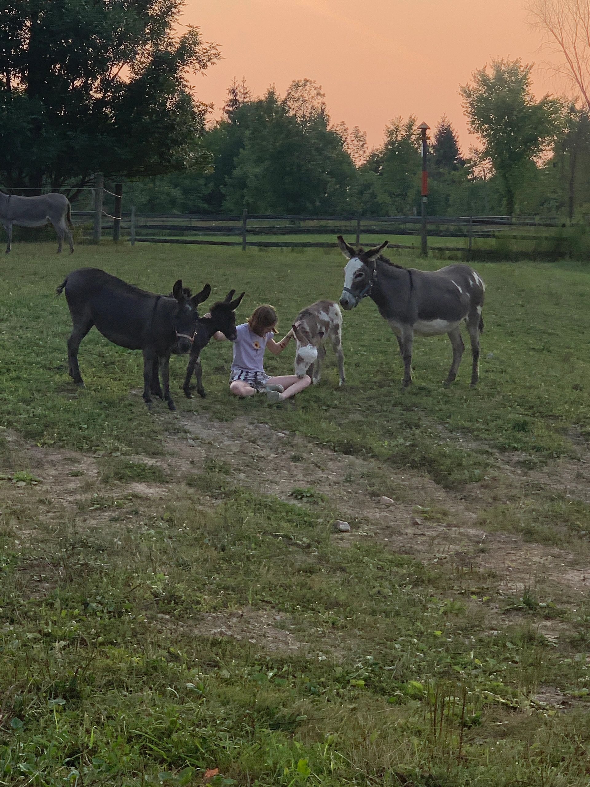 Gracelynd Farms Miniature Donkeys