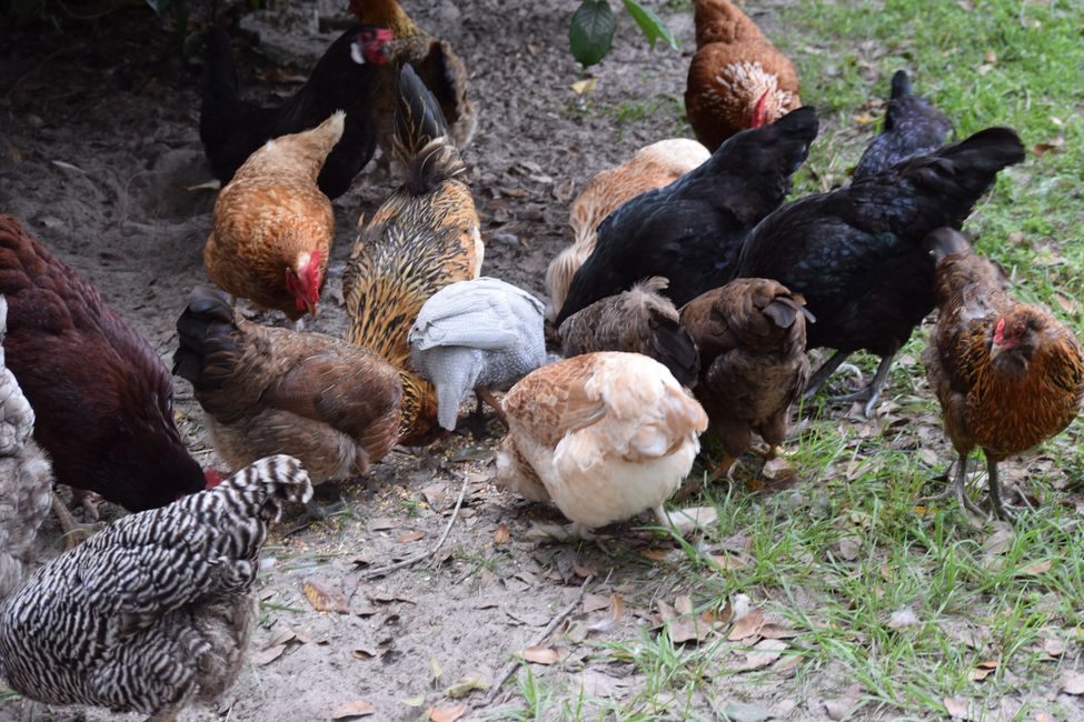 Happy Hens | Four Arches Farm