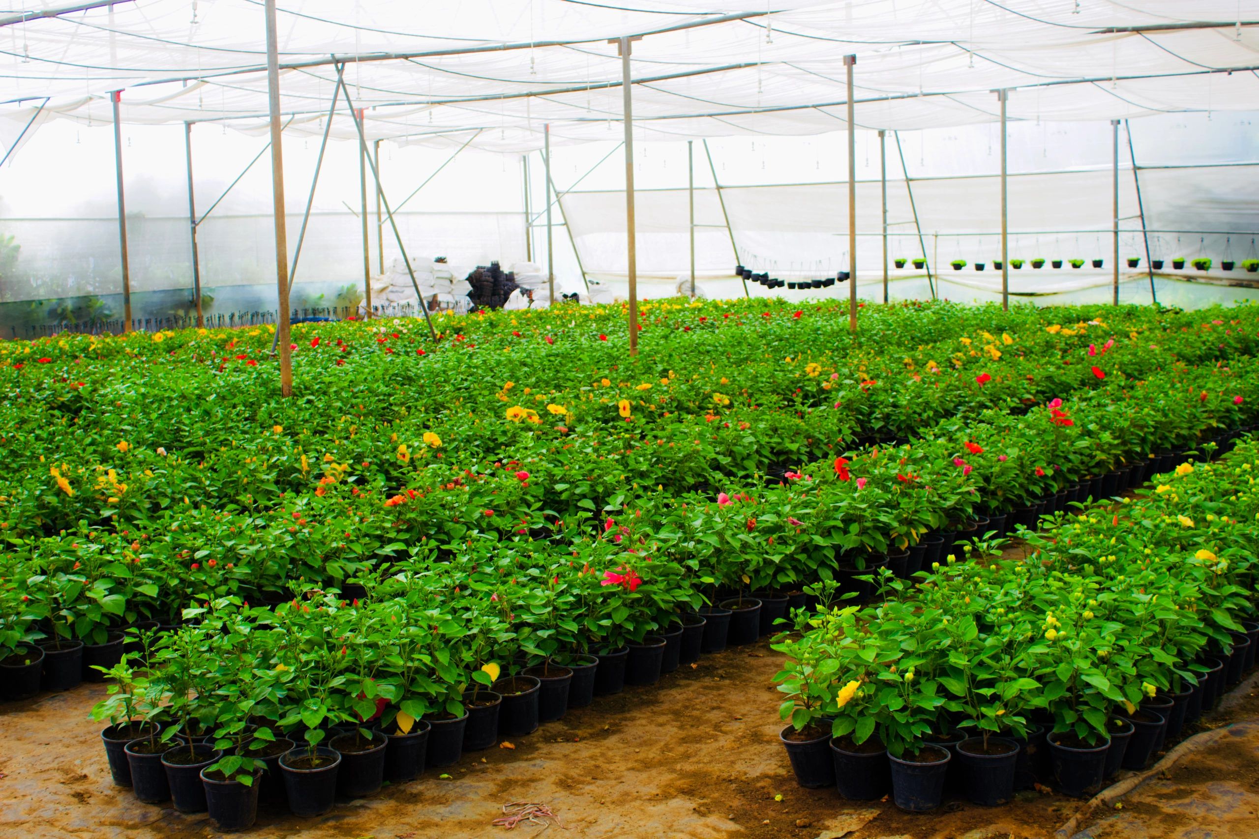 About Us | Plants Hub