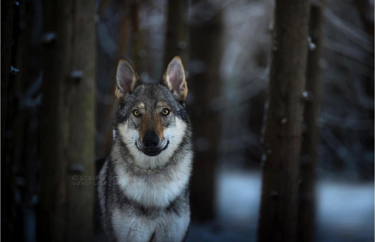 Sköllvlk Czechoslovakian Vlcaks