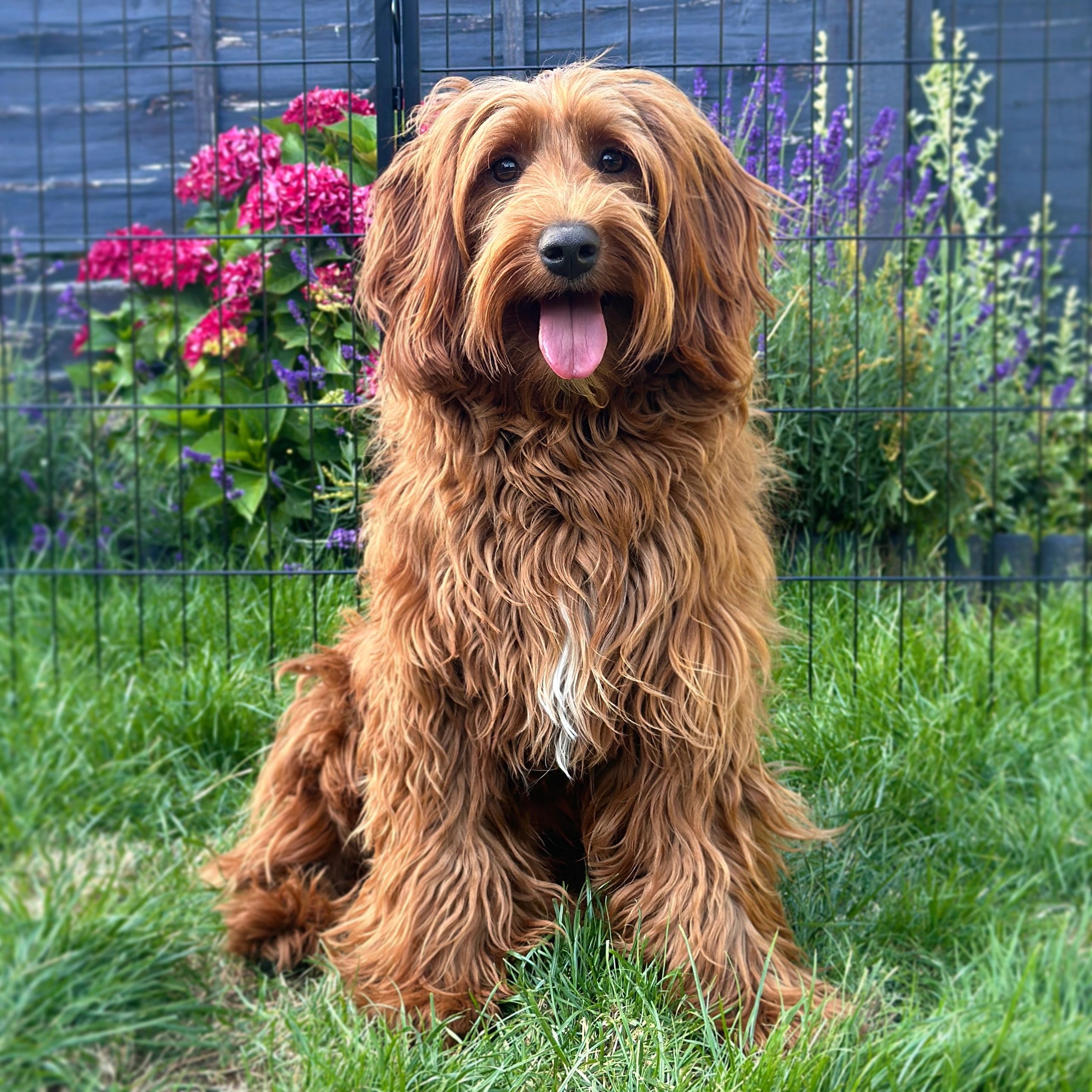 AVAILABLE/PLANNED LITTERS