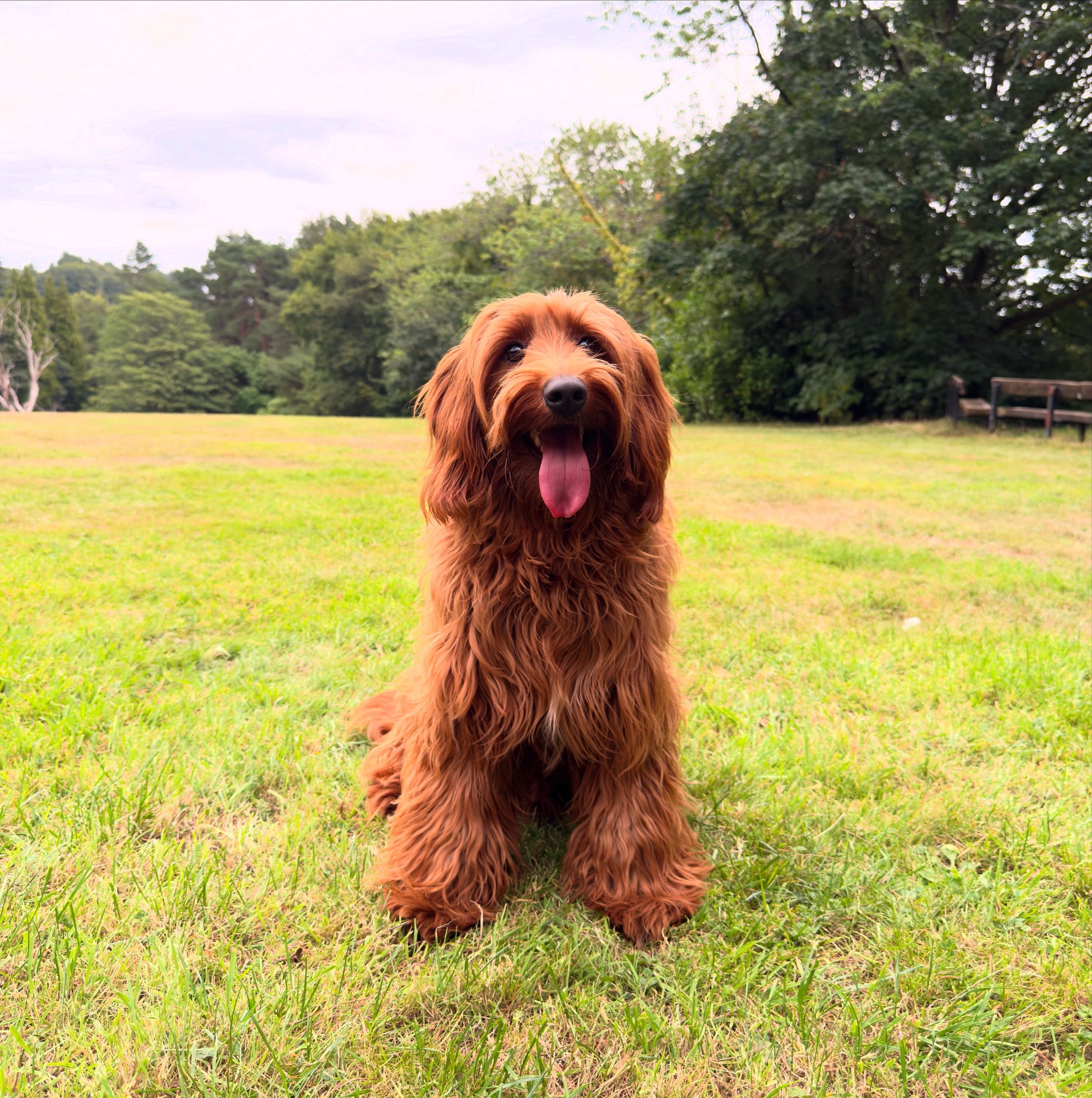 AVAILABLE/PLANNED LITTERS