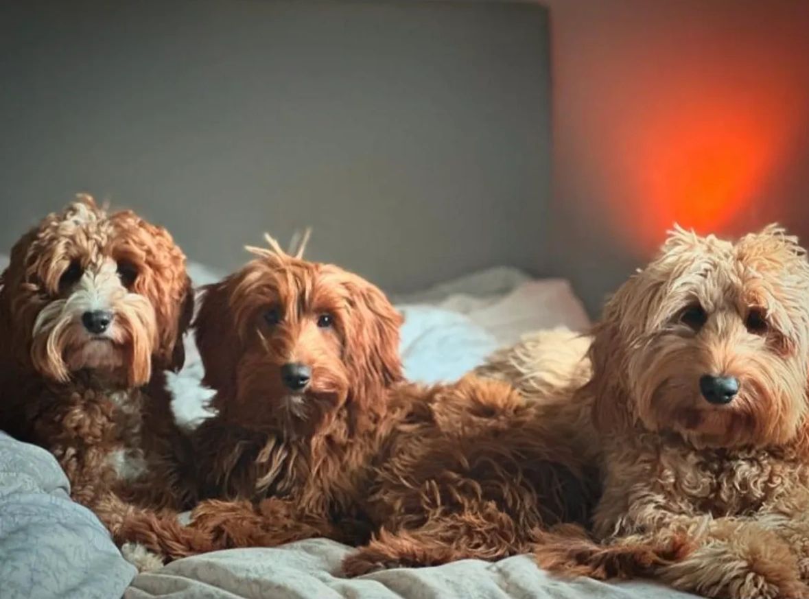 AVAILABLE/PLANNED LITTERS