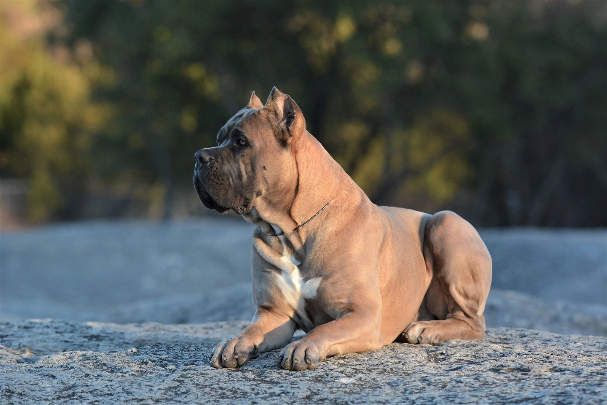 Windy Pine Cane Corso