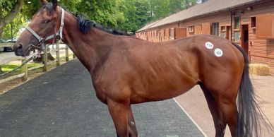 HORSES FOR SALE