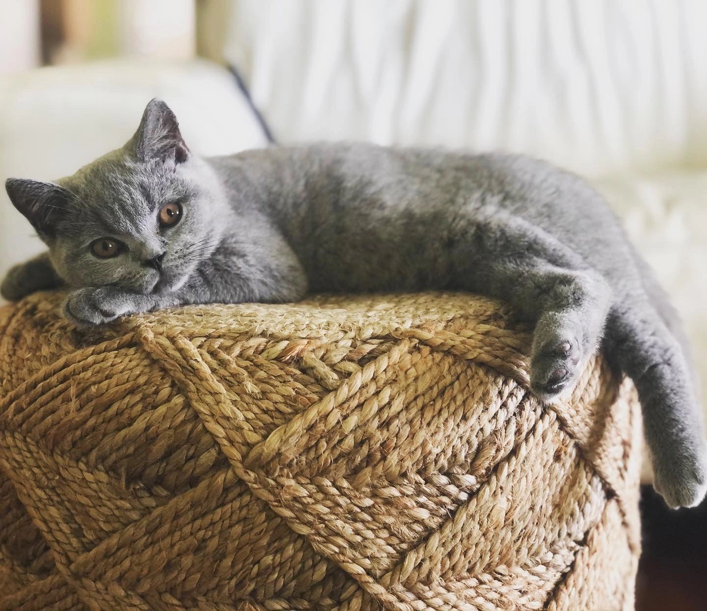 HOME [verrierdalecats.com.au]