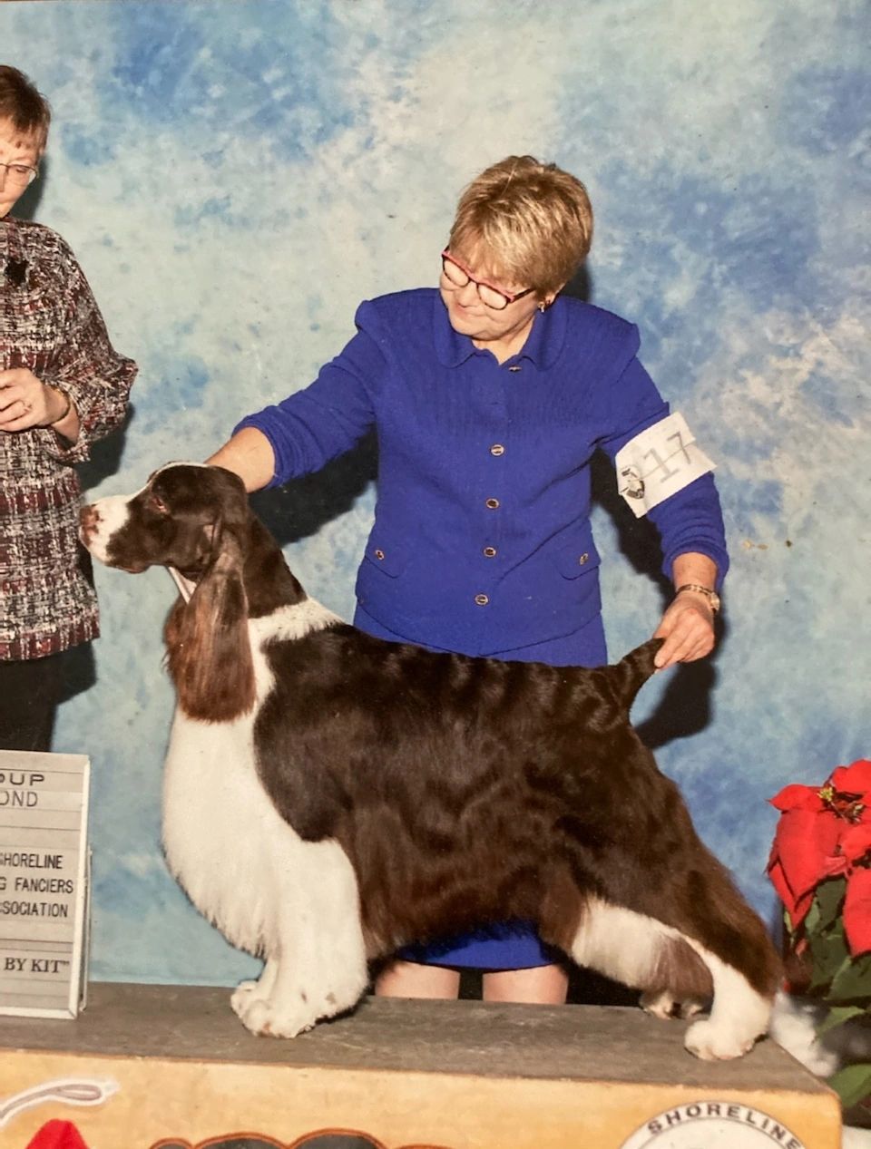 What Is An Akc Springer Spaniel