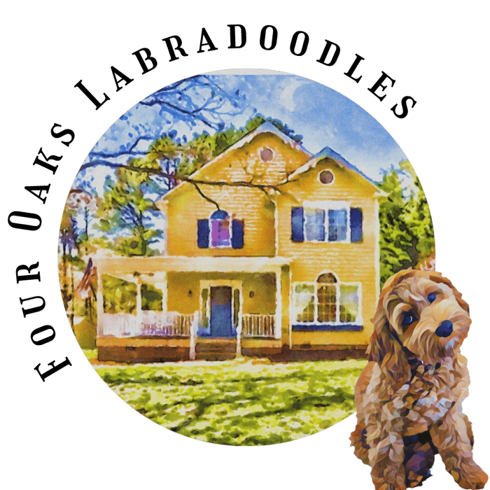 Four Oaks Labradoodles - Breeder, Red Tuxedo Australian Labradoodle ...