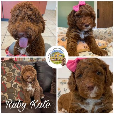 Litters | Four Oaks Labradoodles