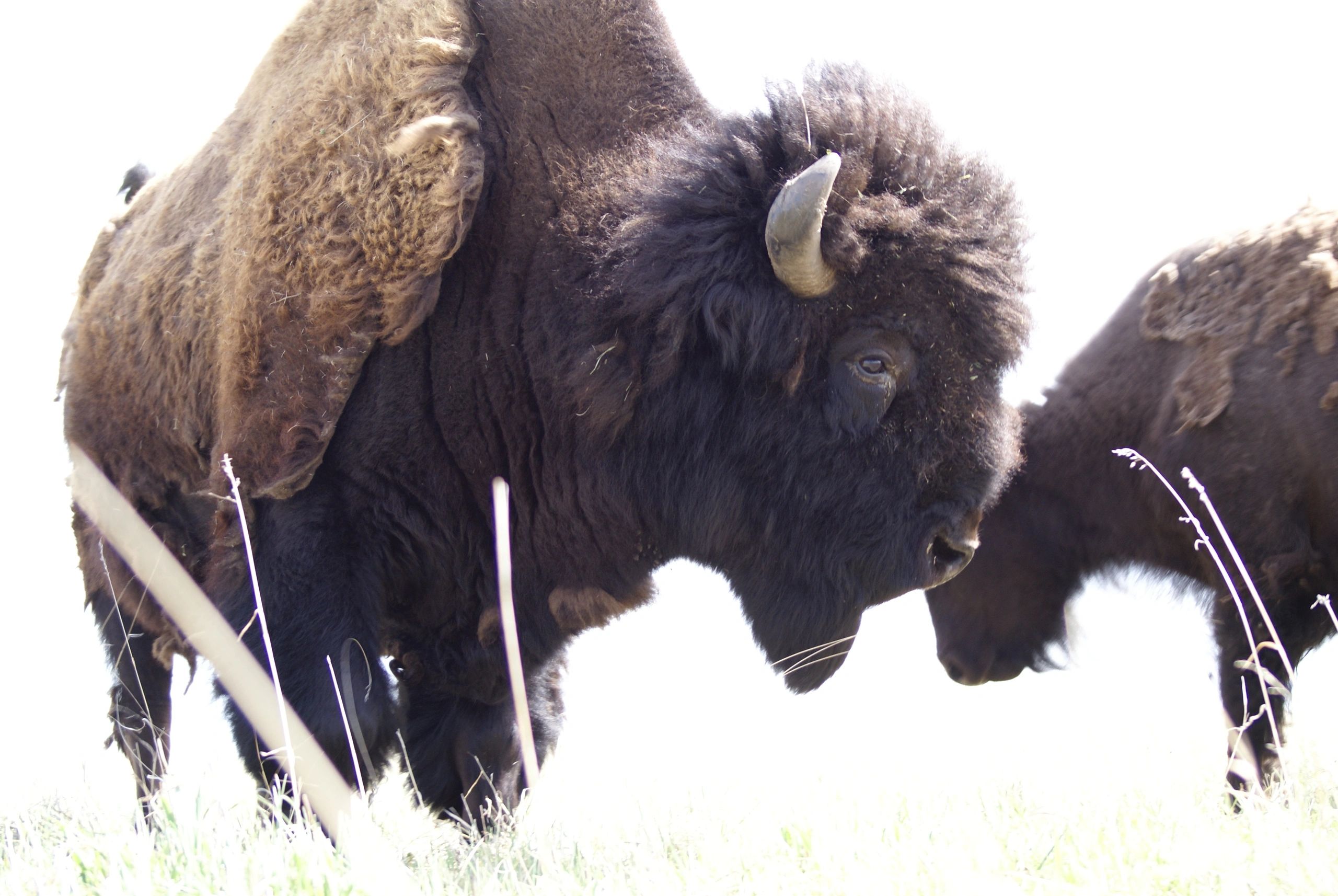 Hgb Bison Ranch - Naturally Raised, Bison Meat