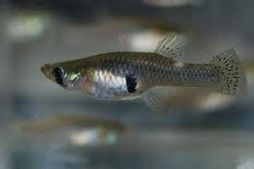 Mosquito Fish
