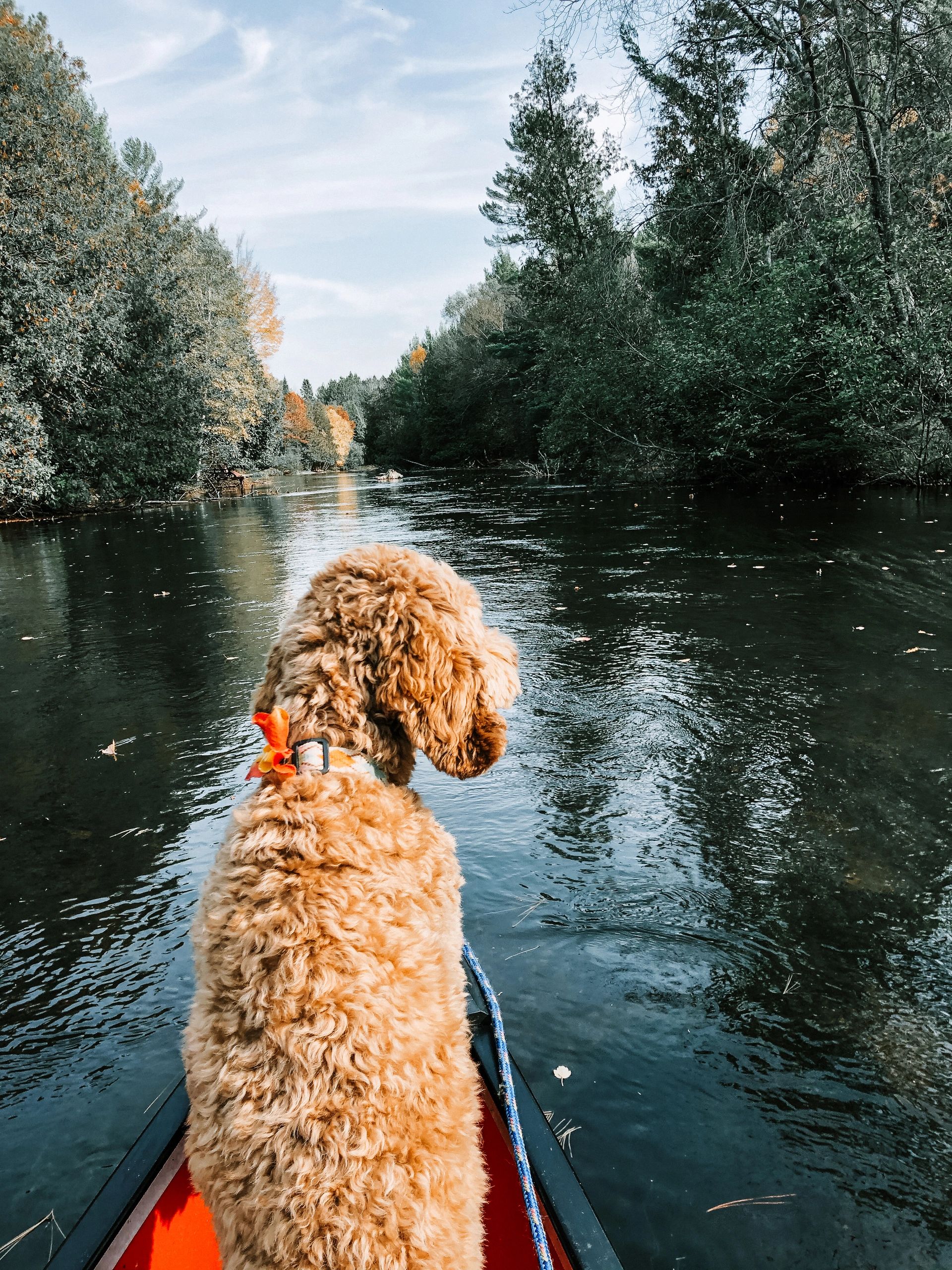 ADVANCED PUPPY CIRICULUM | Chestnut Hill Labradoodles