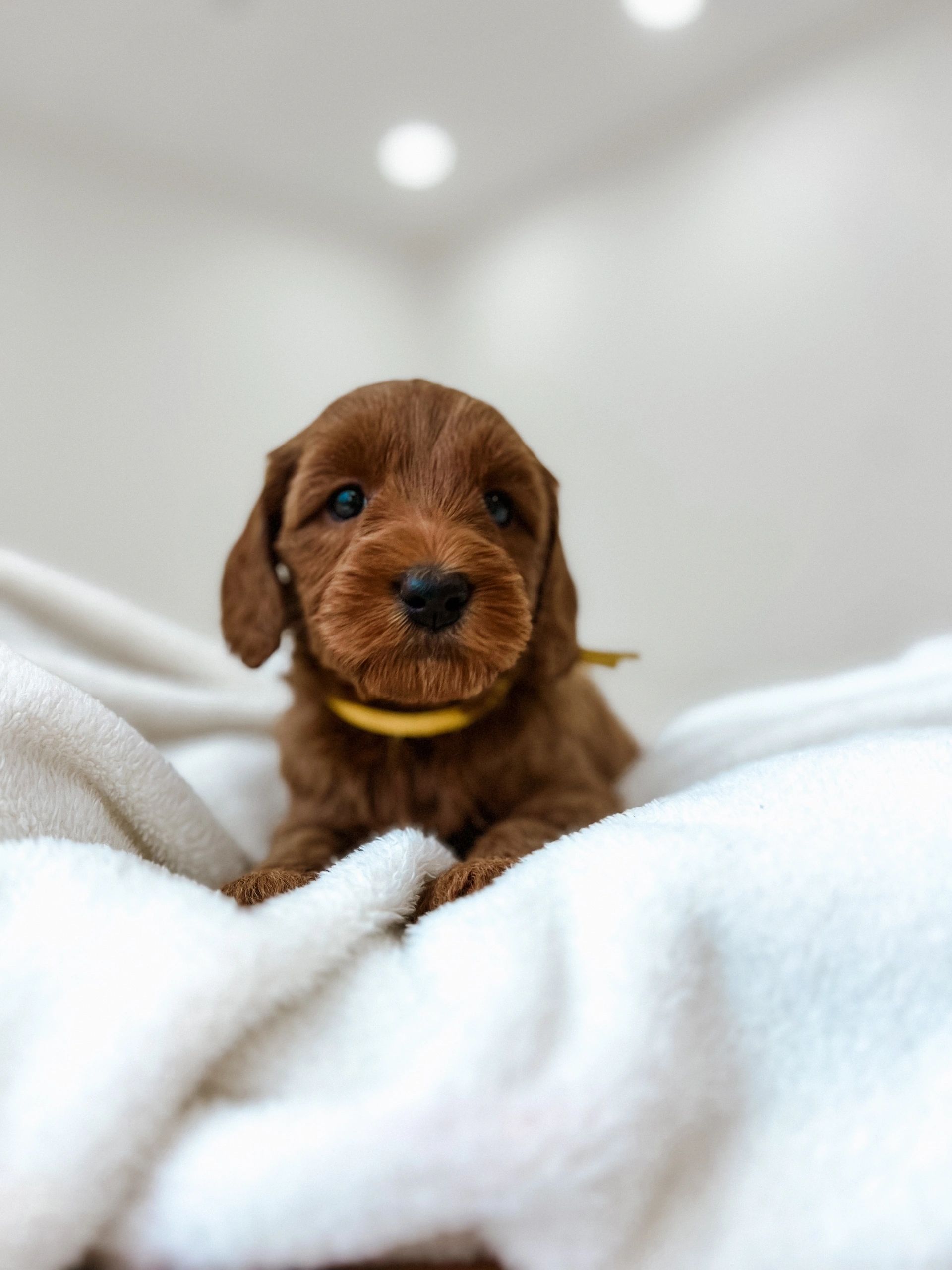 Puppy Reservations Open