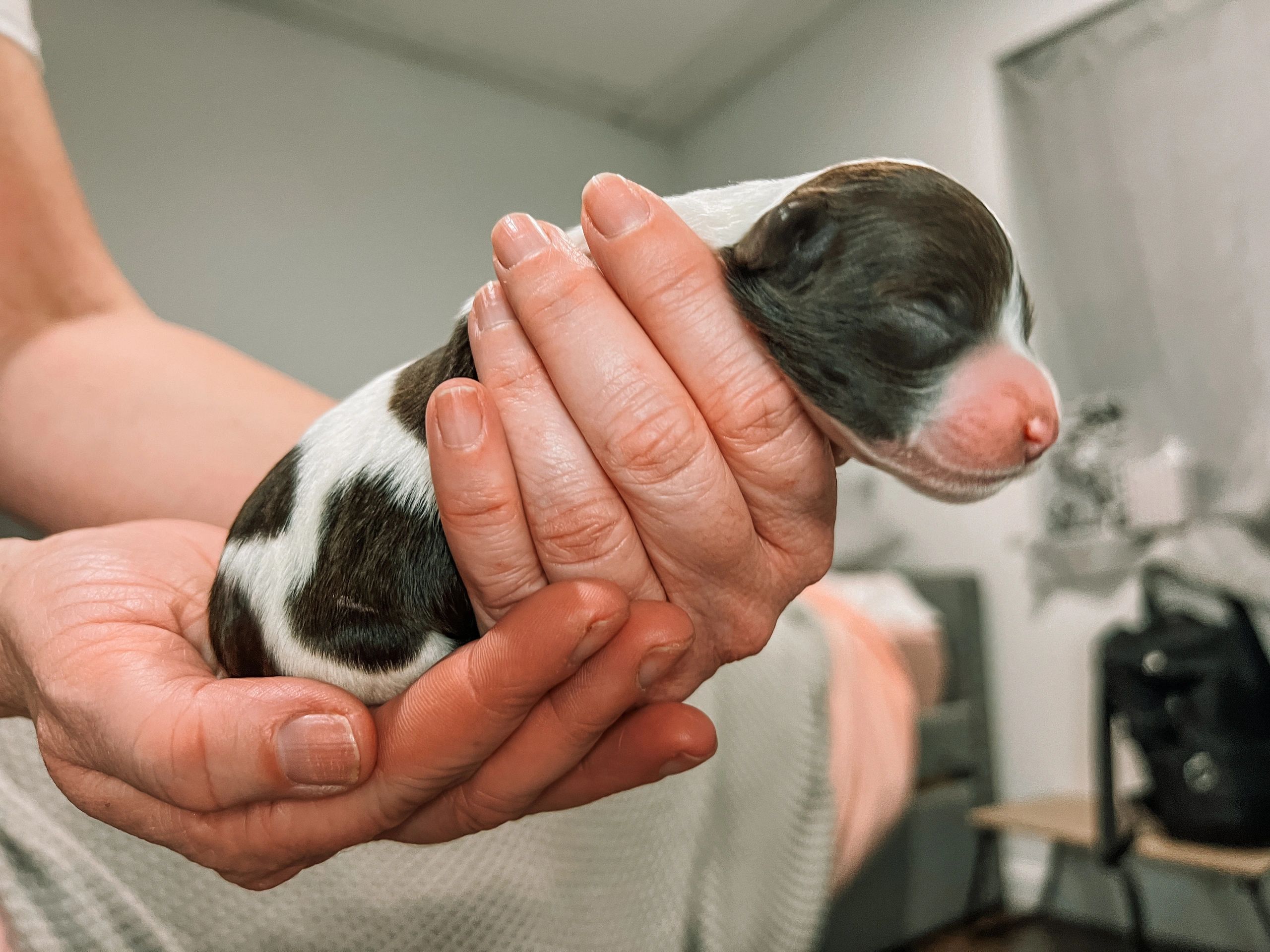 Maizee's Micro Minis Born