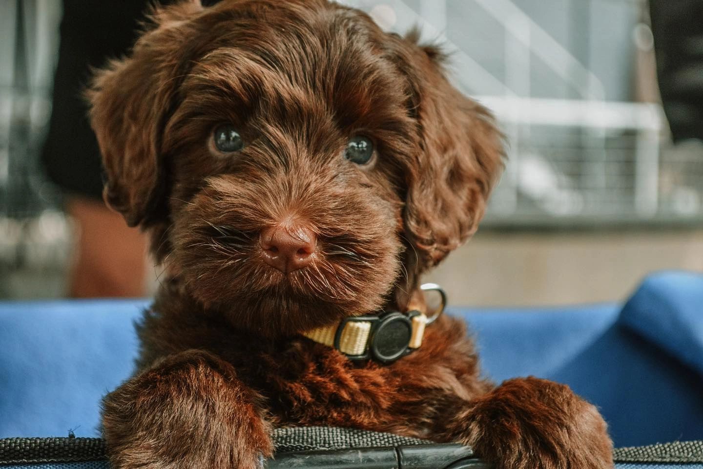Chestnut Hill Labradoodles - Australian Labradoodles