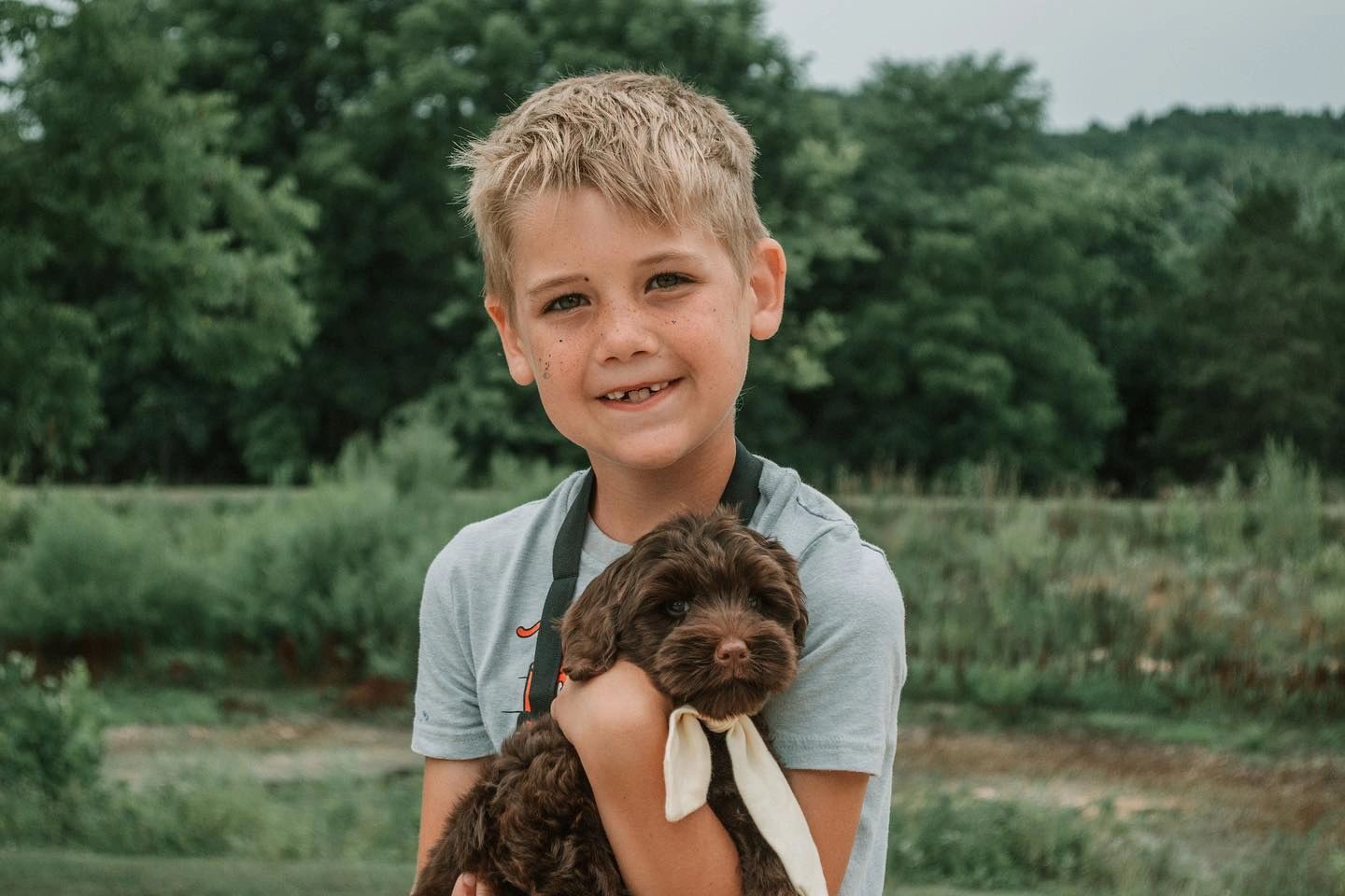 Chestnut Hill Labradoodles - Australian Labradoodles