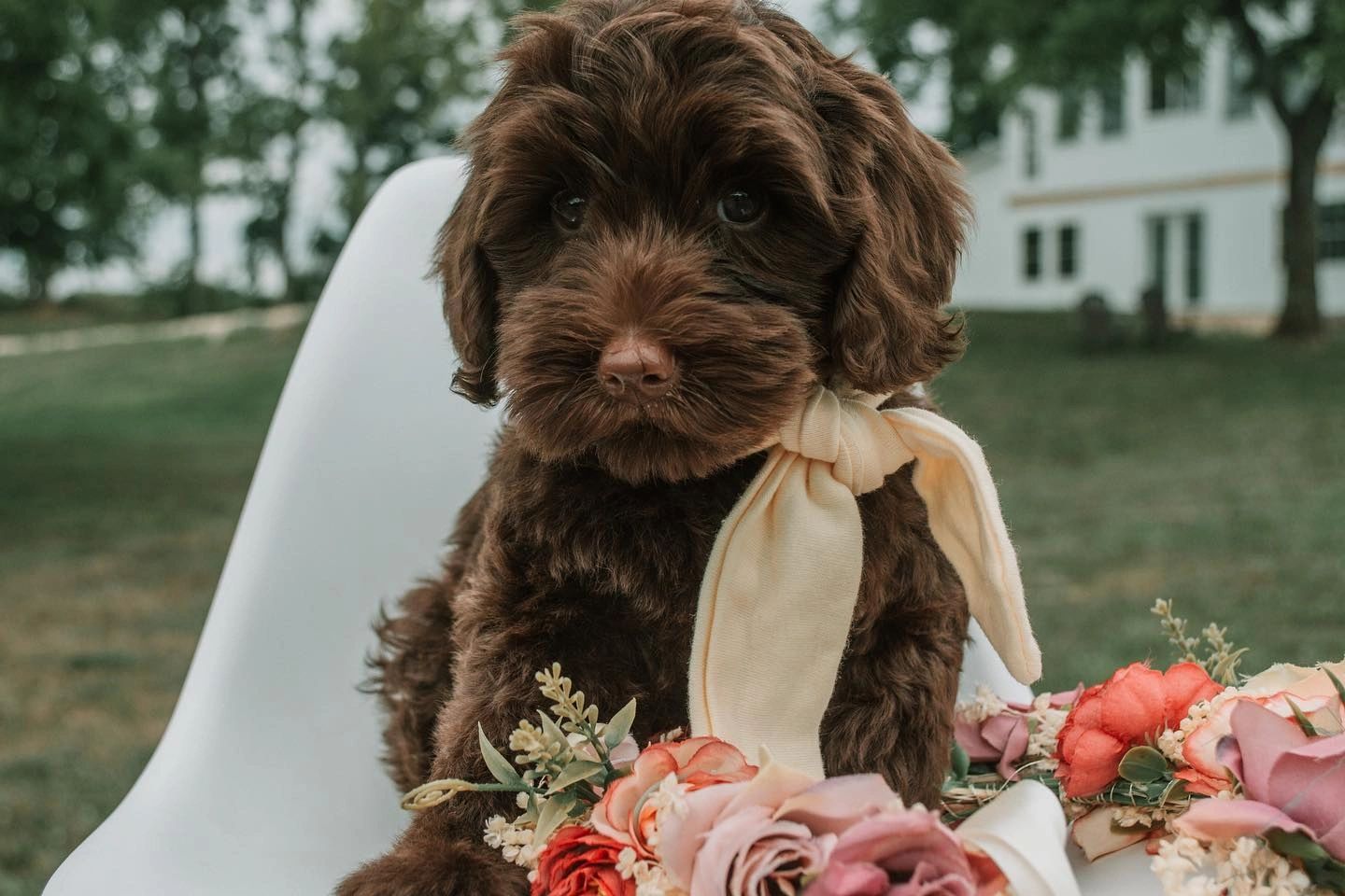 Chestnut Hill Labradoodles - Australian Labradoodles