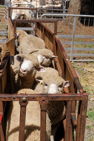 Sheep Shearing - Last Side Shearing