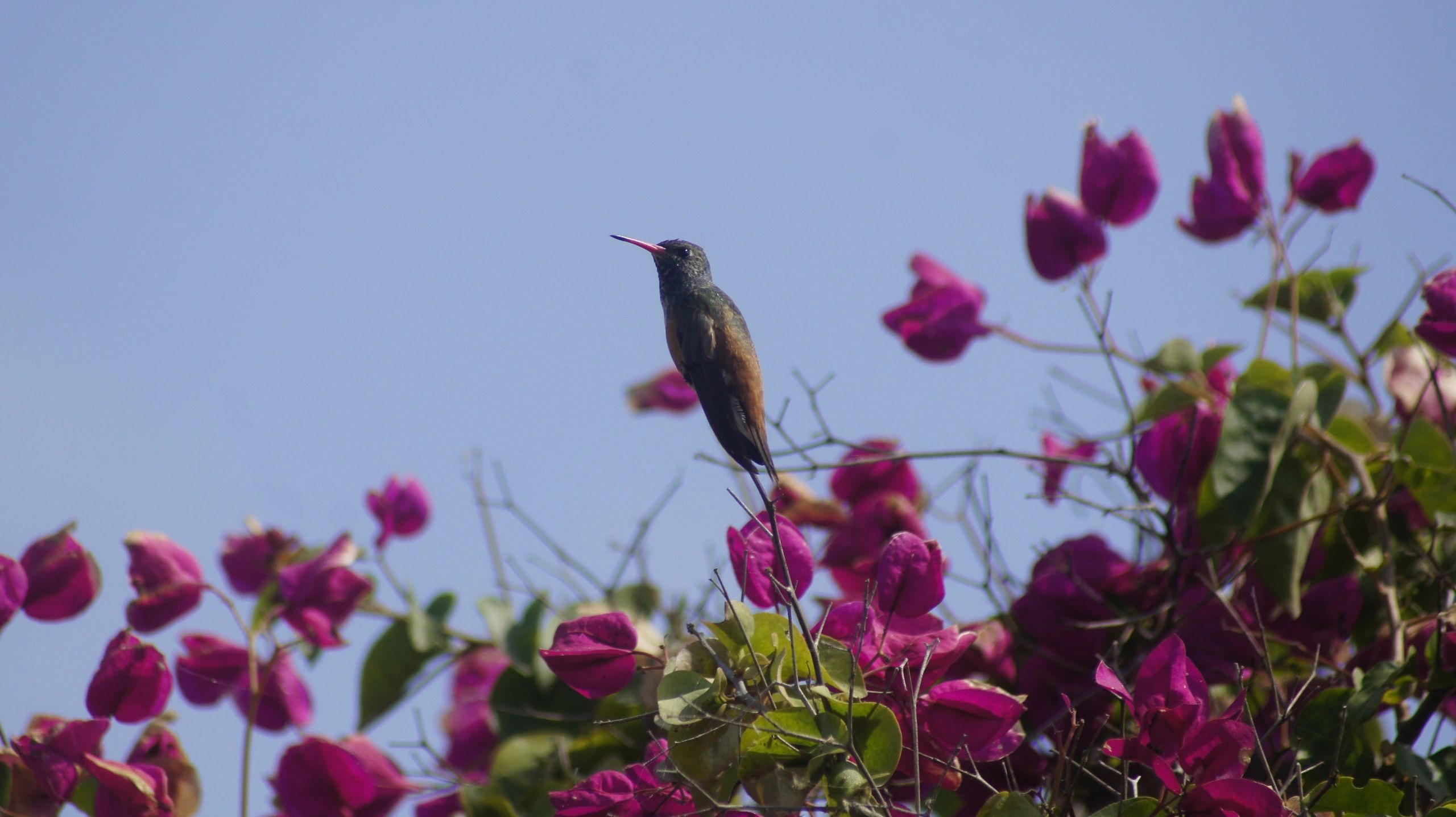 Birds from Lima, Peru