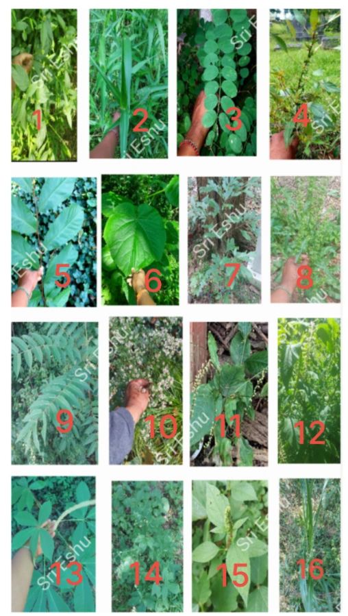 16 of 256 Ewe/Sacred Wild Plants