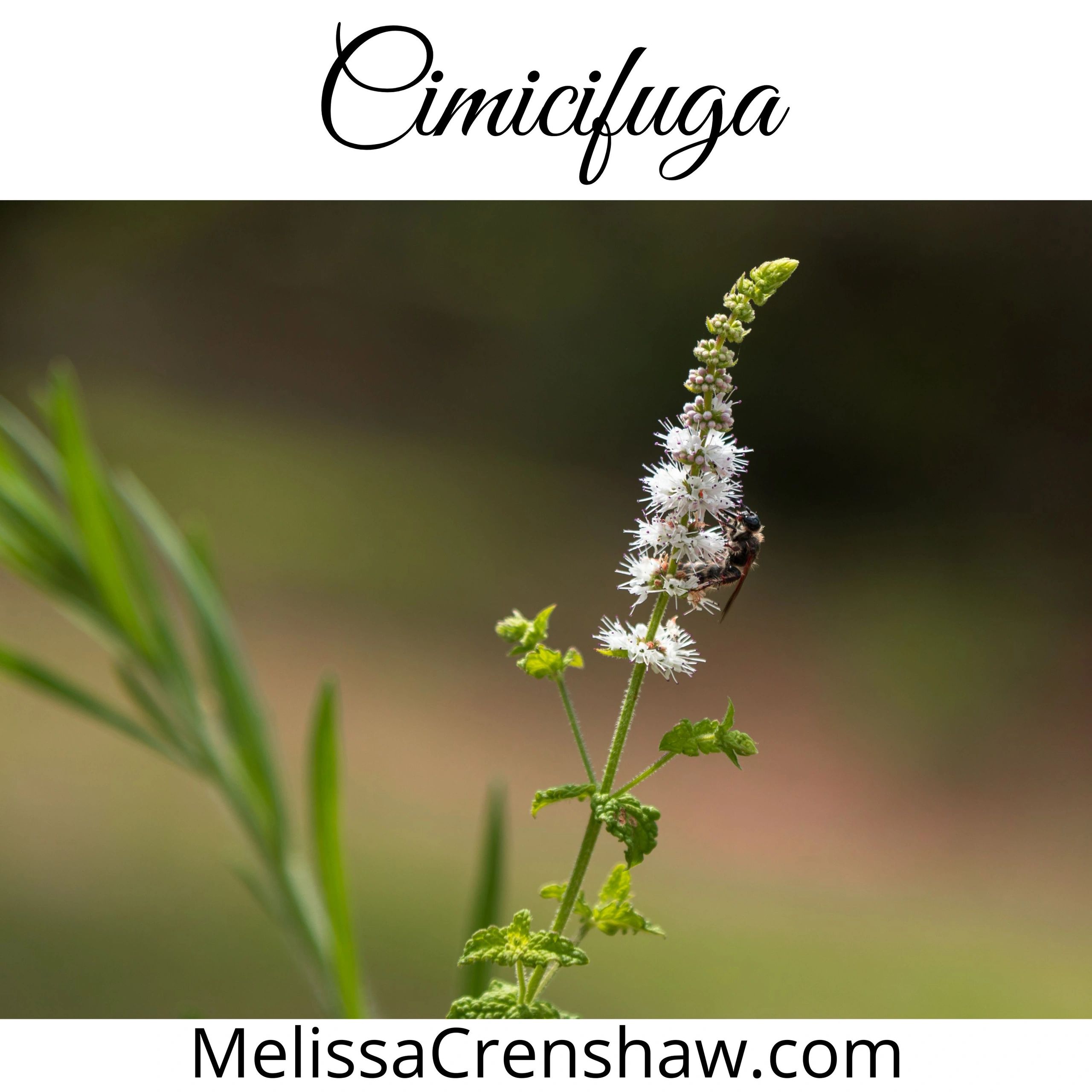 Materia Medica Mondays: Cimicifuga