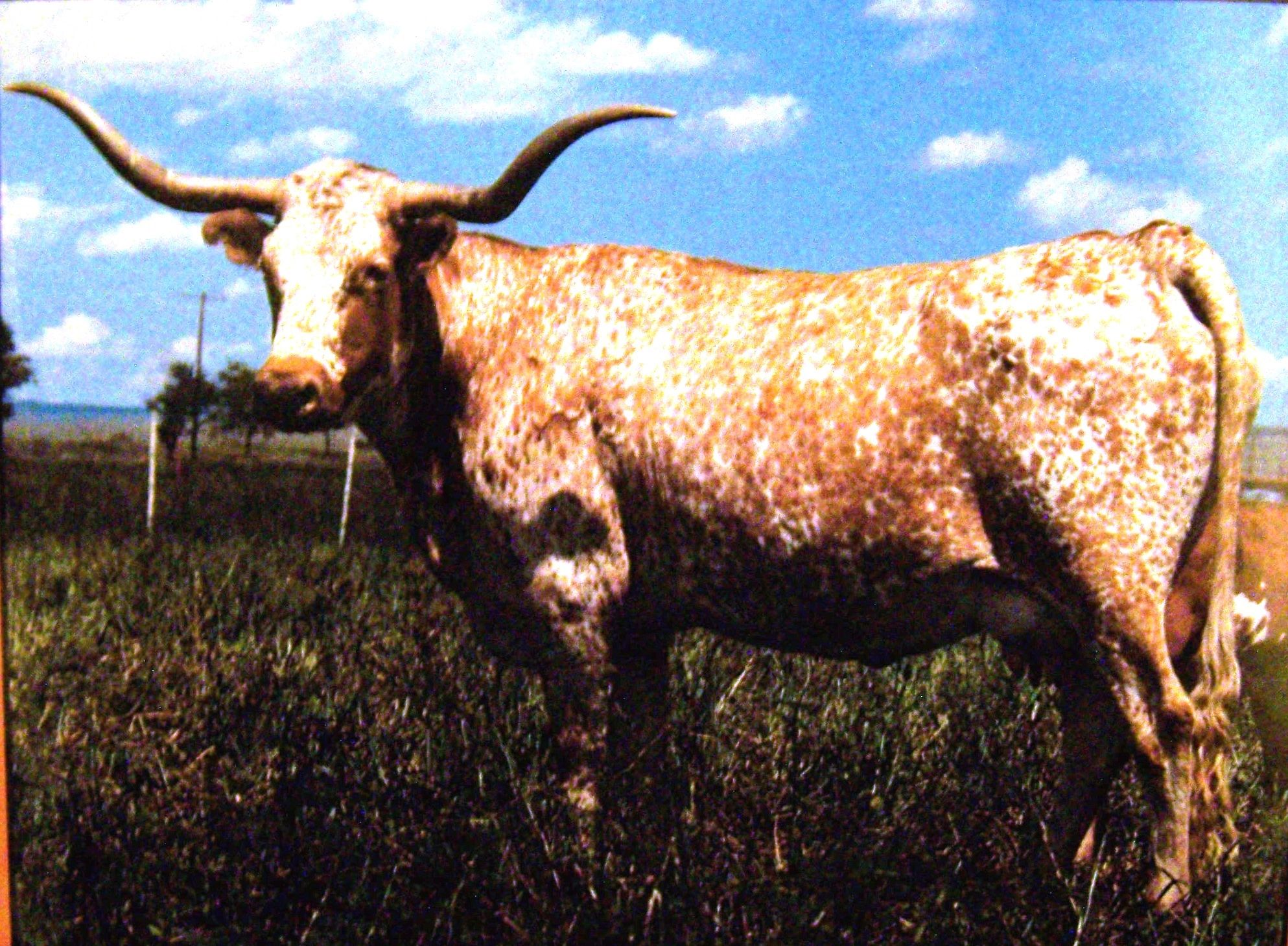 How to Measure the Quality of a Texas Longhorn Female