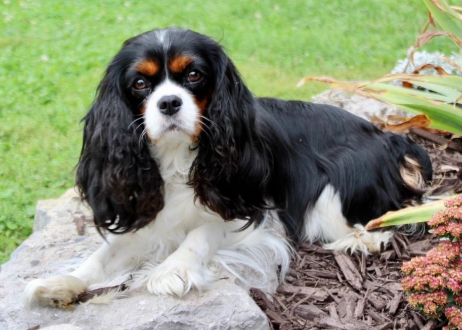 Home [www.sweetspringcavaliers.com]