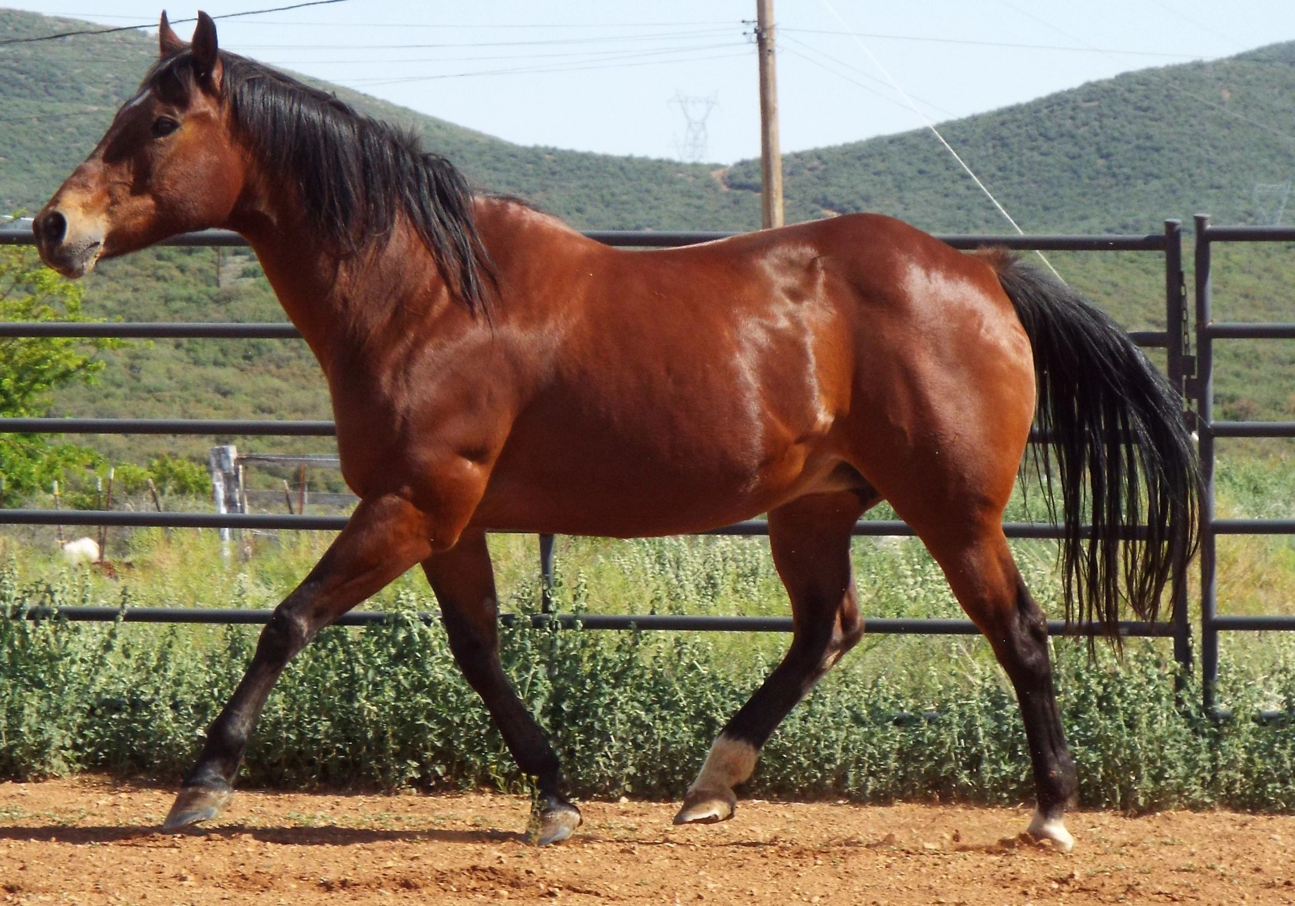 AQHA/APHA Mare in Foal $500