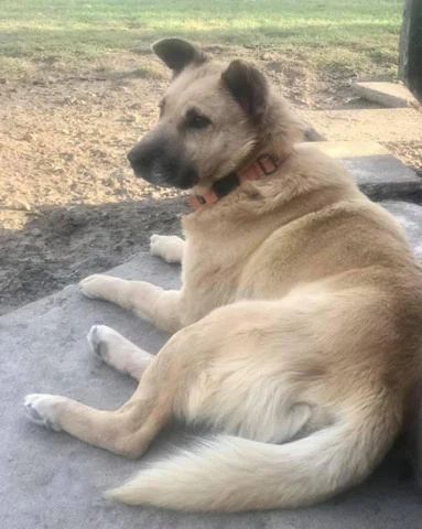 Pogo: Animal of the Month (April 2021)