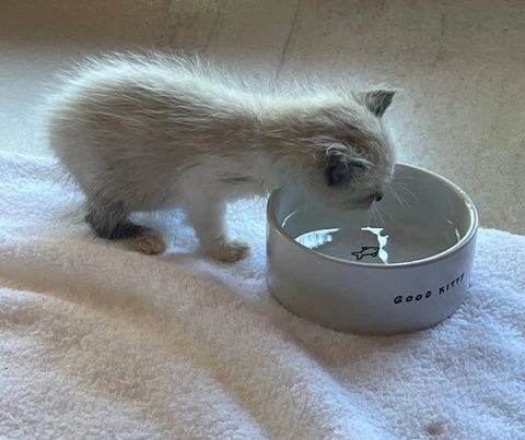 Link: Animal of the Month (June 2021)