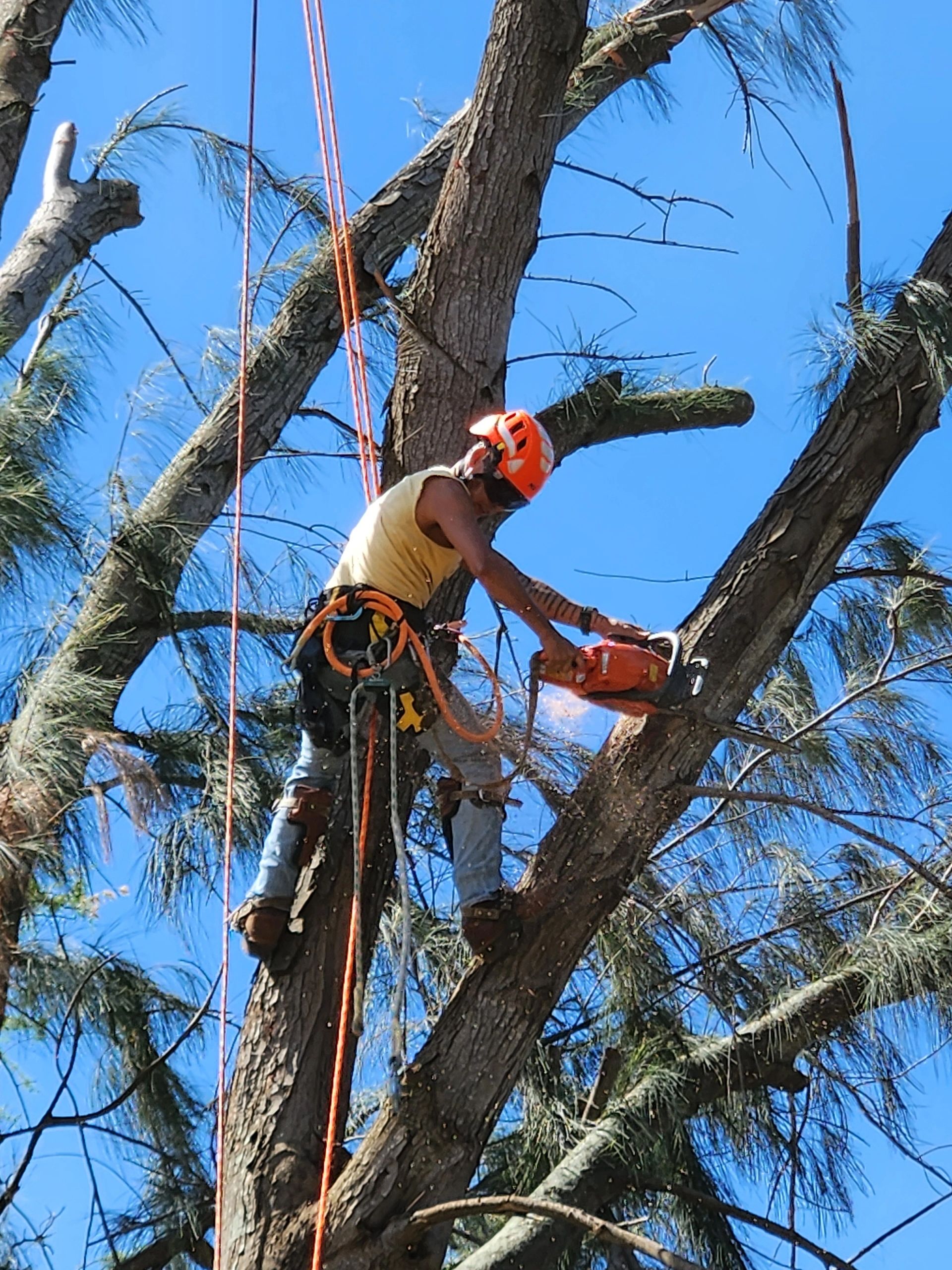 Expert Tree Trimming Services Molokai