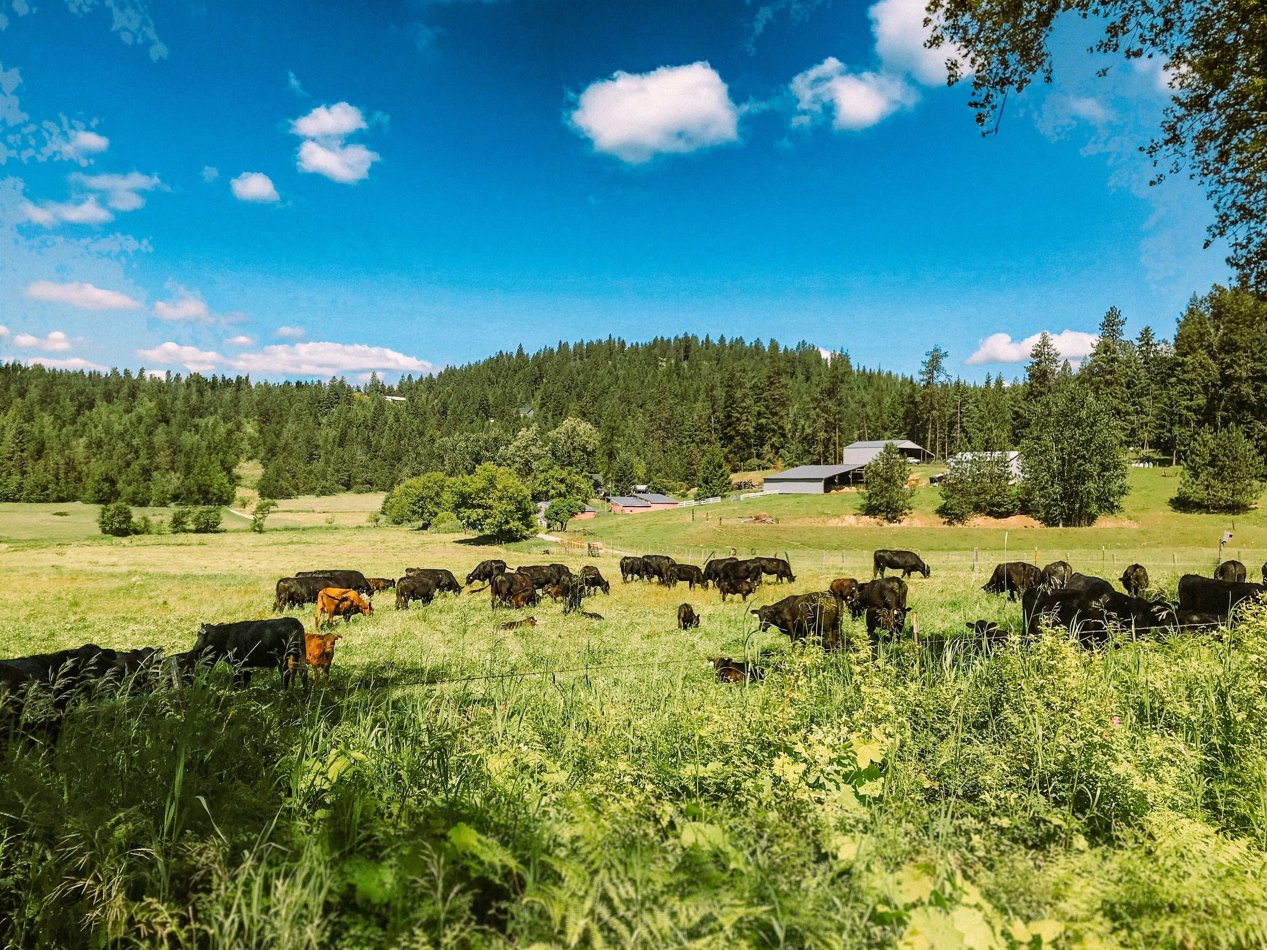 Our Story at Lazy JM Ranch