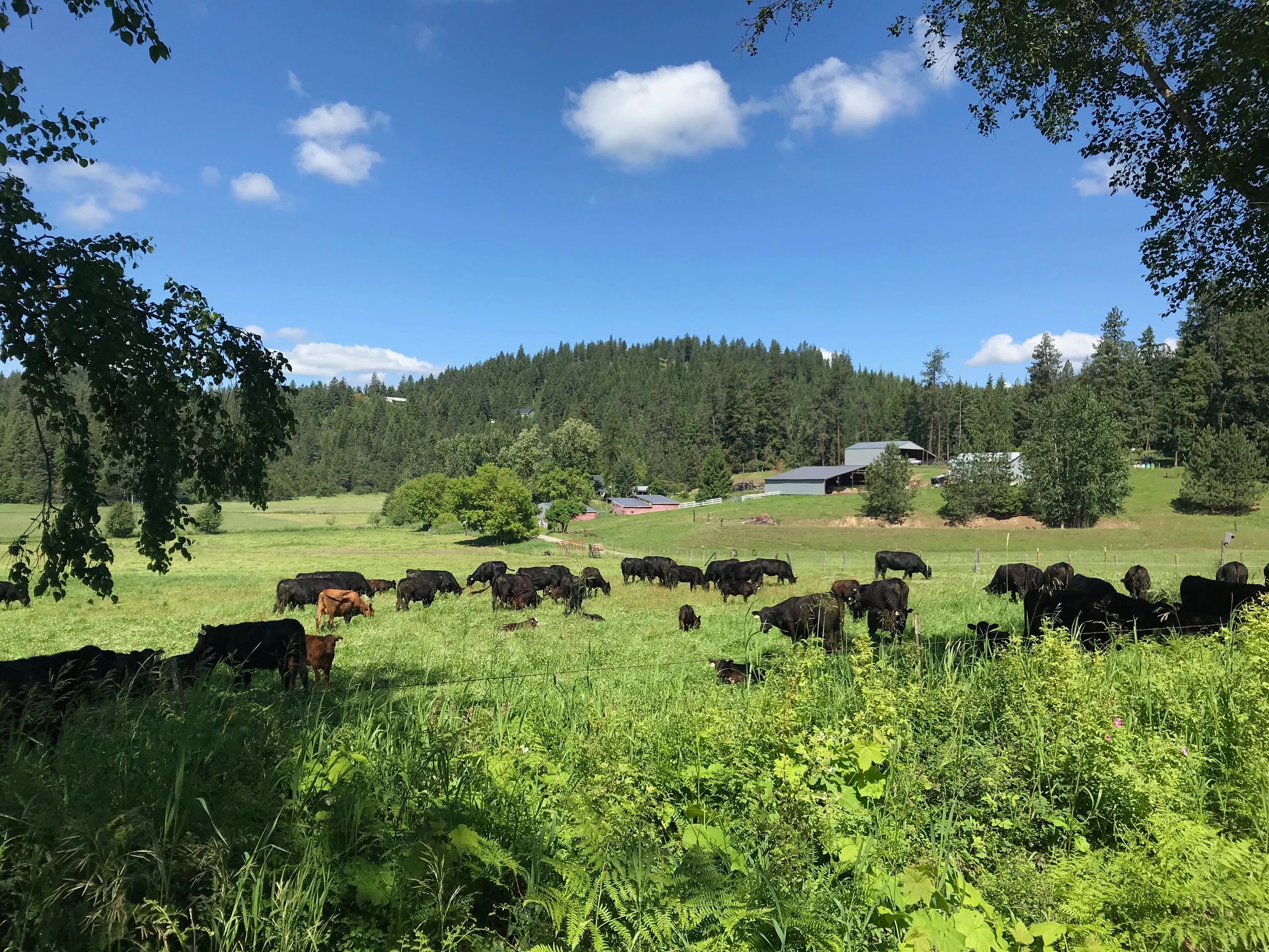 Grass-Fed Beef, Meat - Lazy JM Ranch - Liberty Lake, Washington